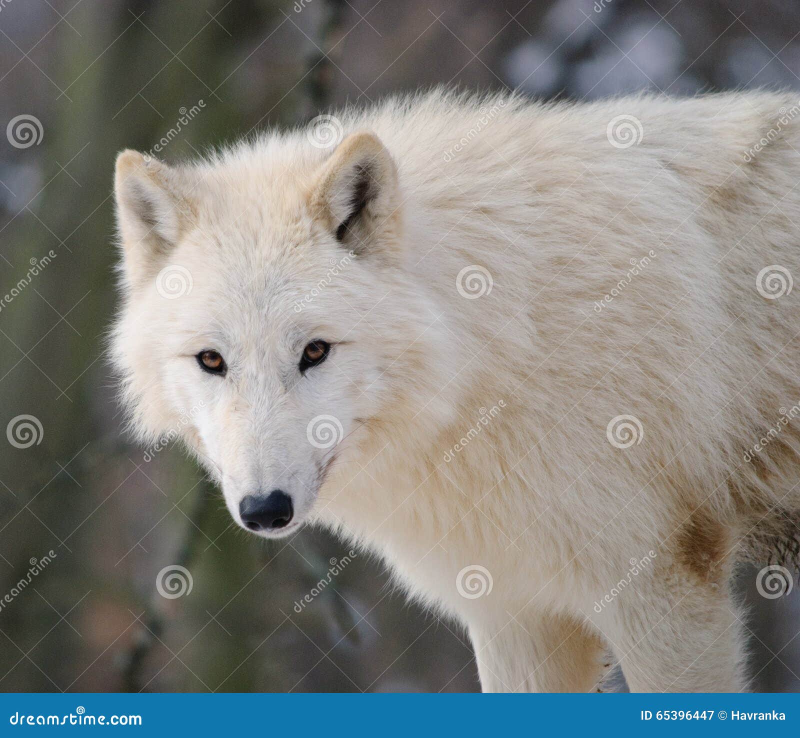 White arctic wolf stock image. Image of wolf, arctic - 65396447