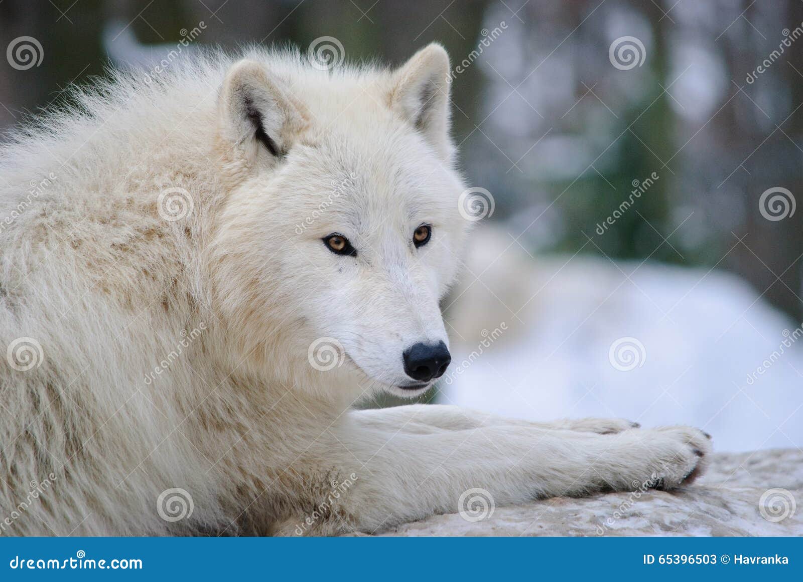 White arctic wolf stock image. Image of predator, winter - 65396503