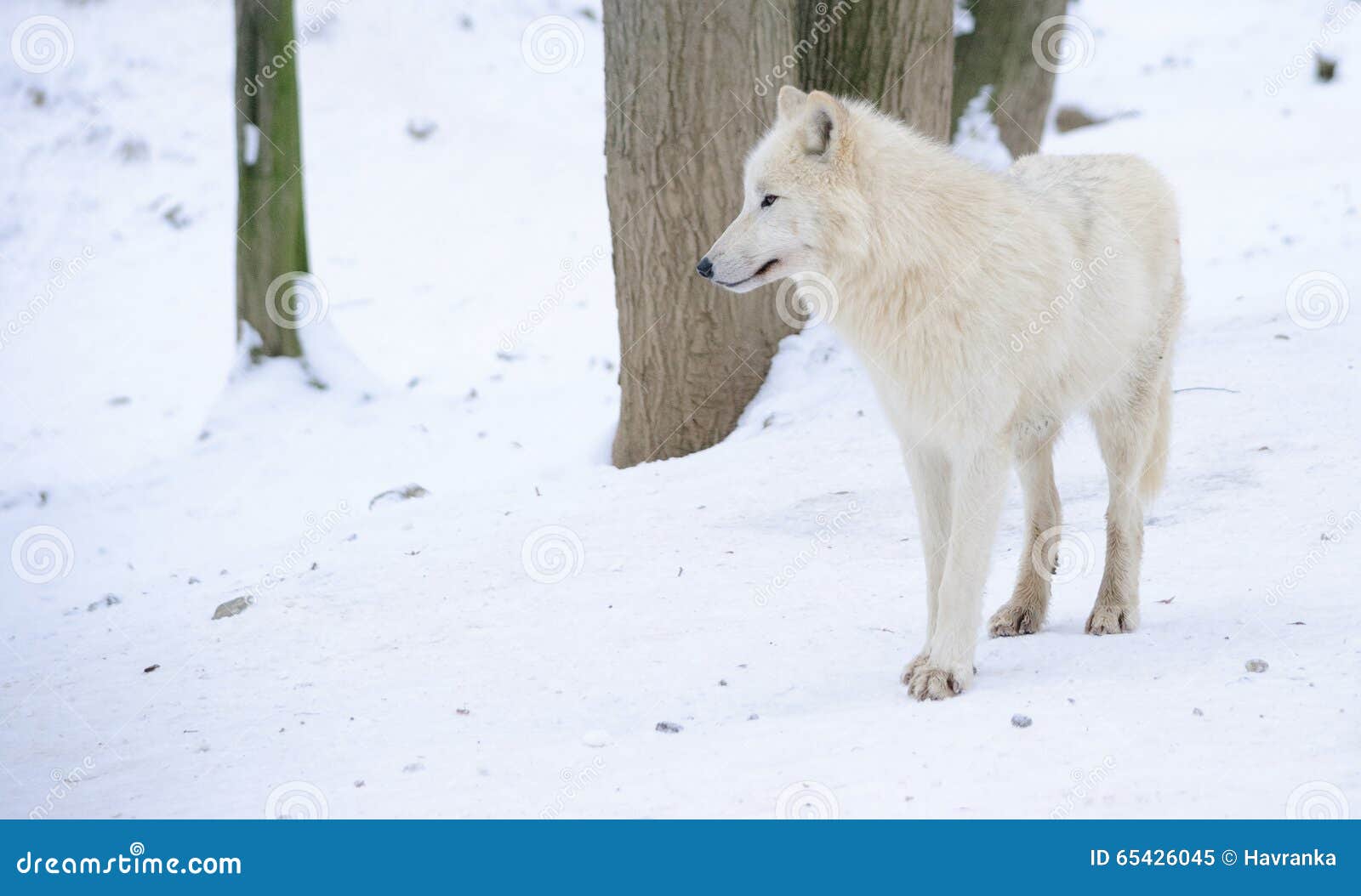 White arctic wolf stock image. Image of close, portrait - 65426045