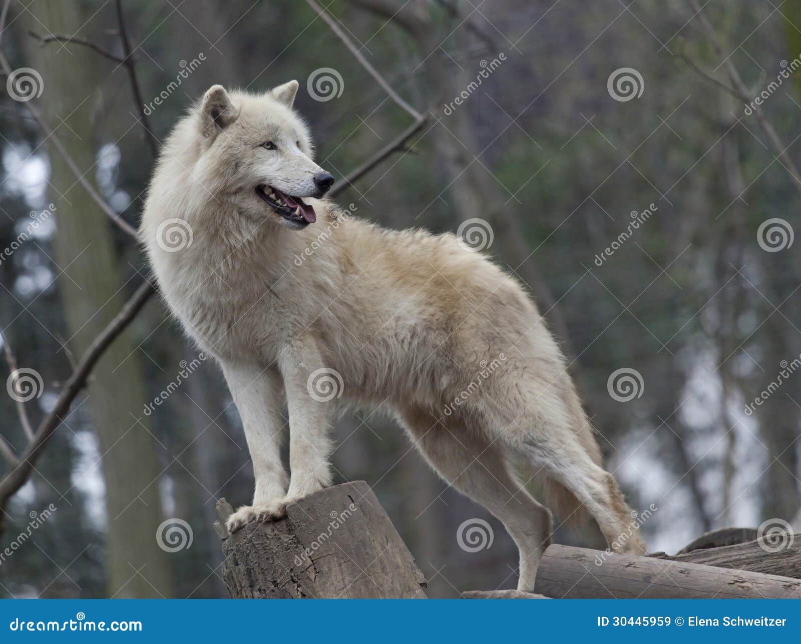 An Arctic Wolf Looking Directly At Me In The Woods Royalty-Free Stock ...