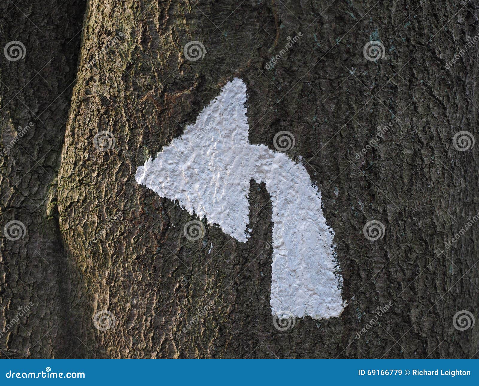 White Arrow Painted on a Tree Trunk Stock Image - Image of pointing ...