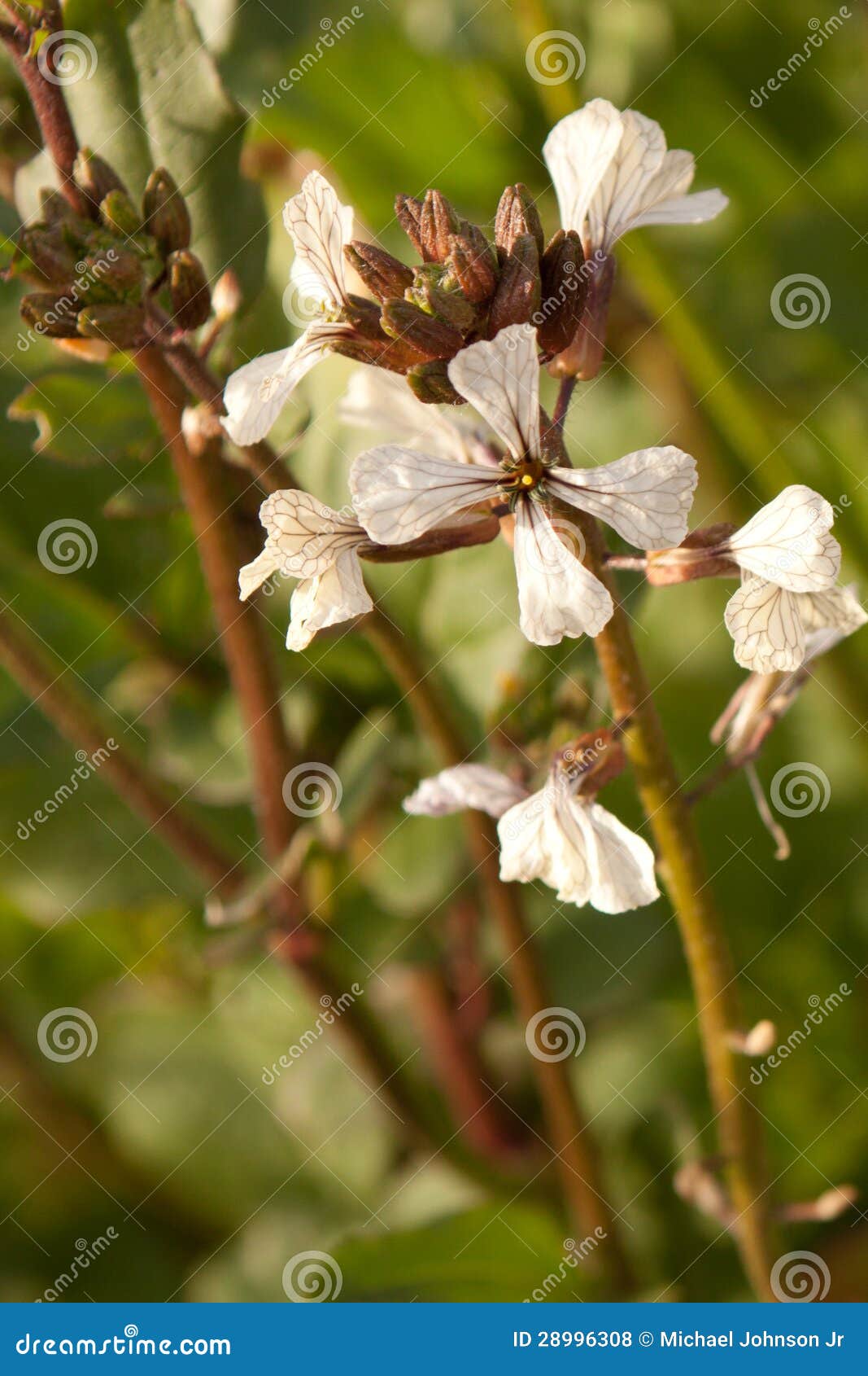 White Arugula flower stock photo. Image of flower, blossoming - 28996308
