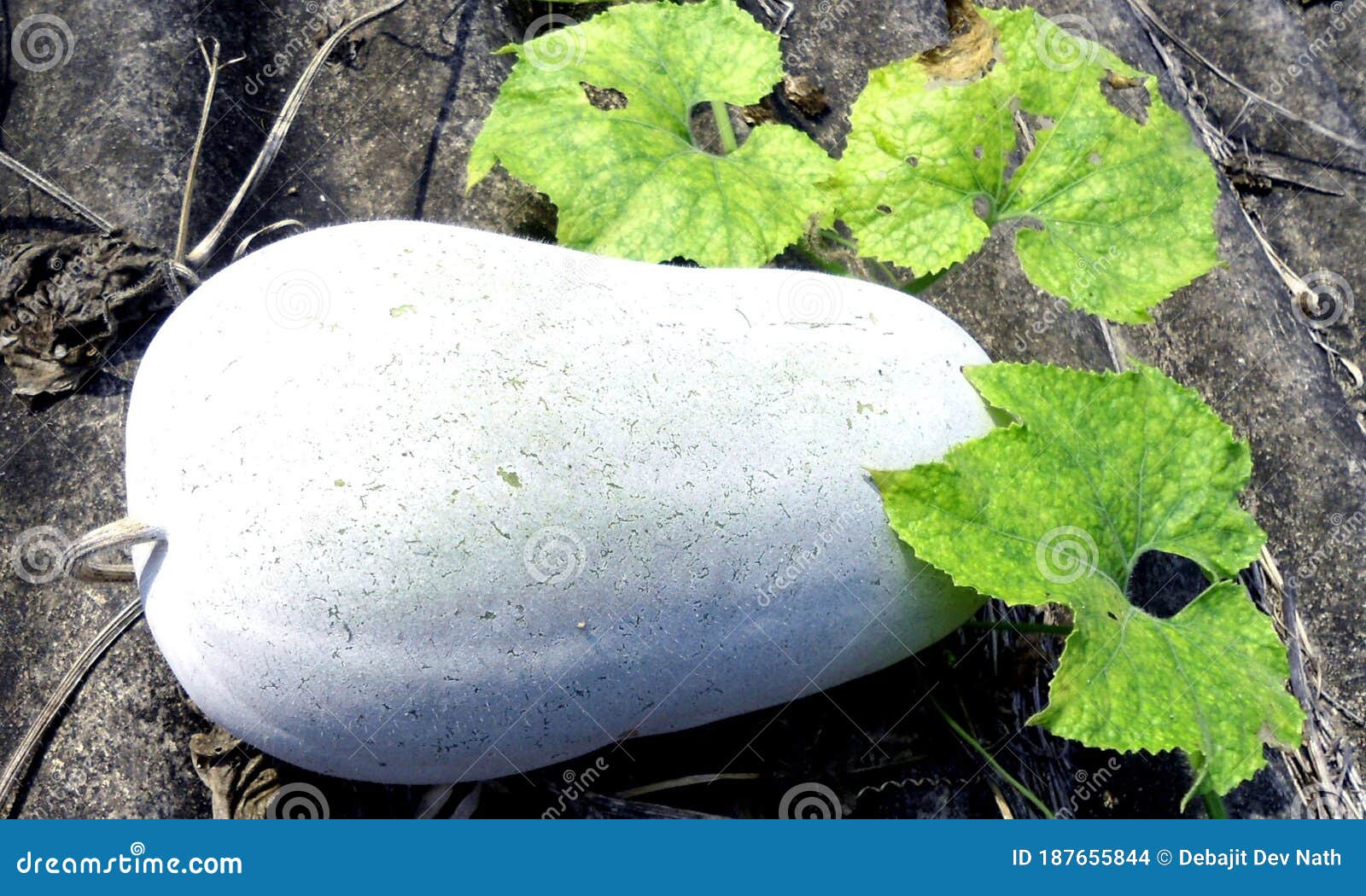 White Ash Gourd stock photo. Image of winter, gourd - 187655844