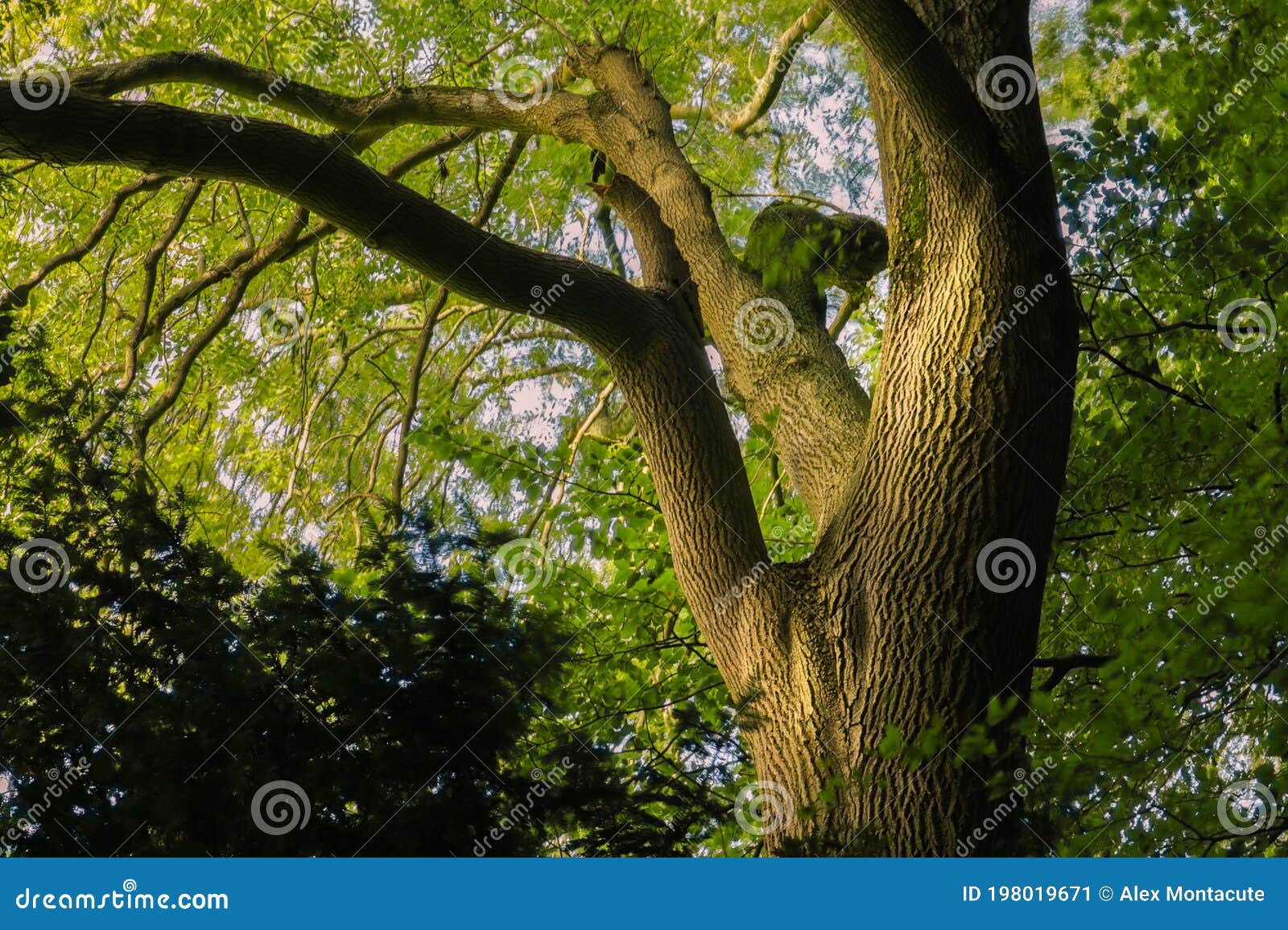 White Ash Tree Canopy stock image. Image of summer, canopy - 198019671