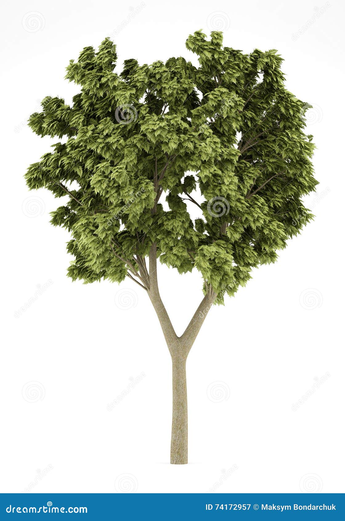 White ash tree on white stock illustration. Illustration of single ...