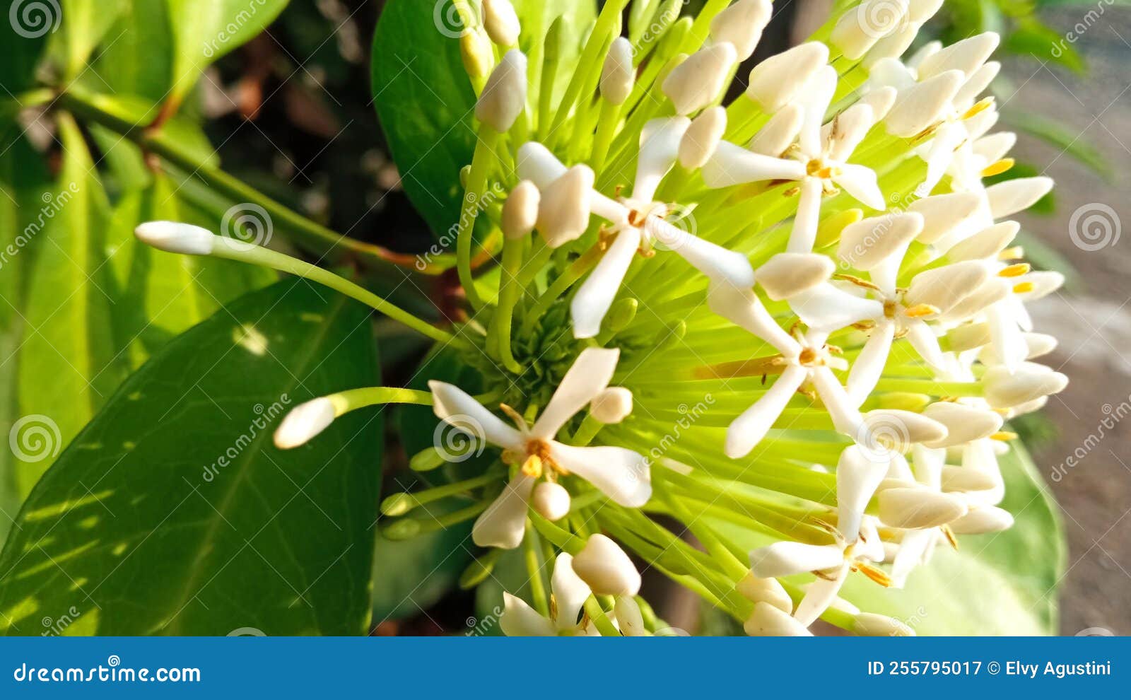 White Ashoka Flowers Beauty Under Sunlight Stock Image - Image of ...