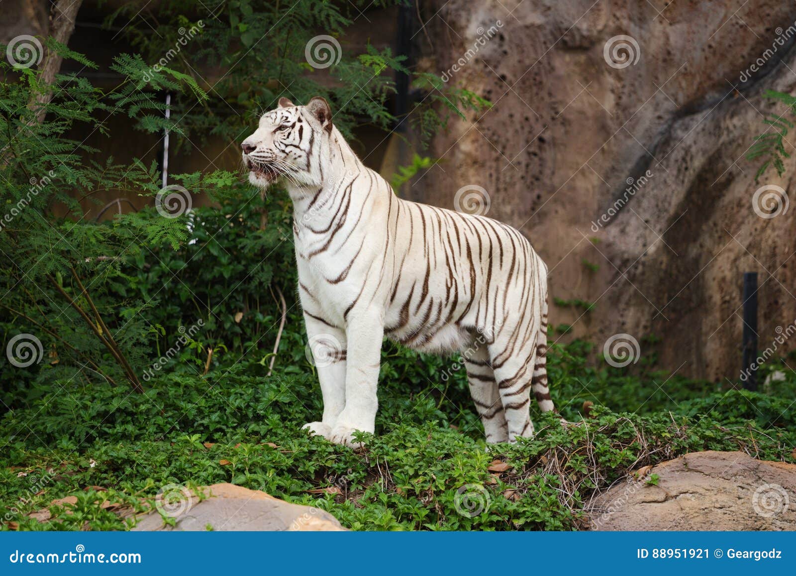 White Asian Bengal Tiger Standing Stock Image - Image of stand ...