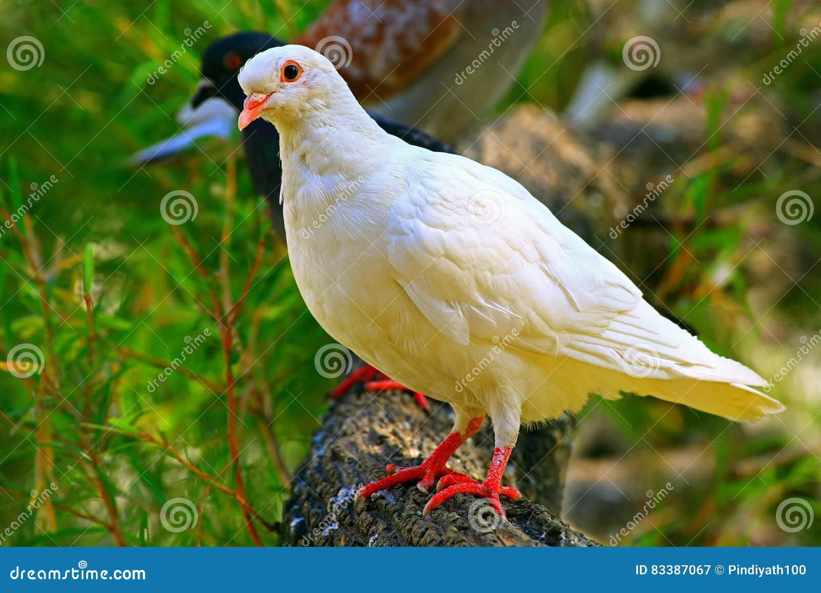 White Asian Pigeon Stock Photos - Royalty Free Pictures