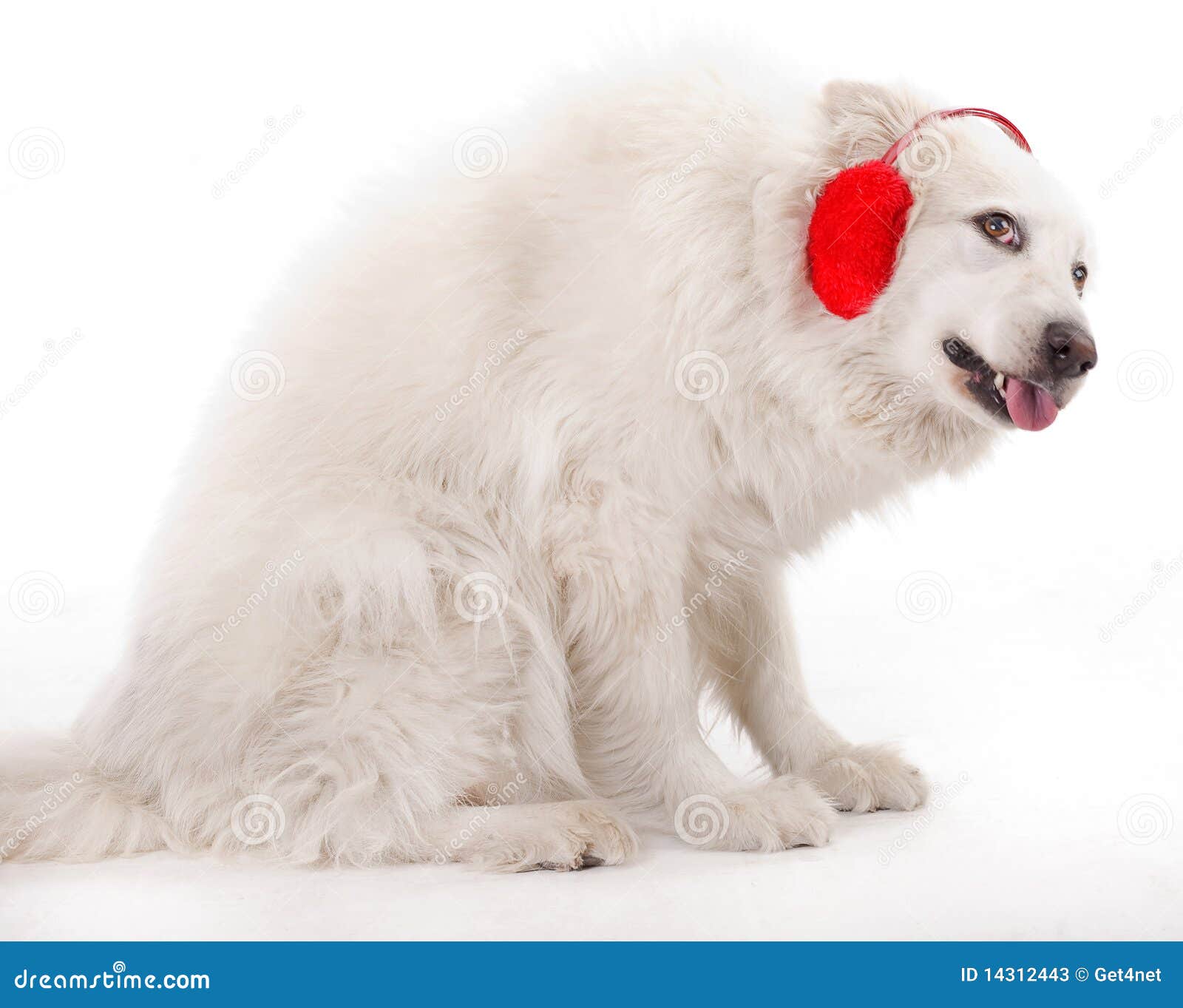 White Aski Severe Covering Ears Stock Image - Image of life, pedigreed ...