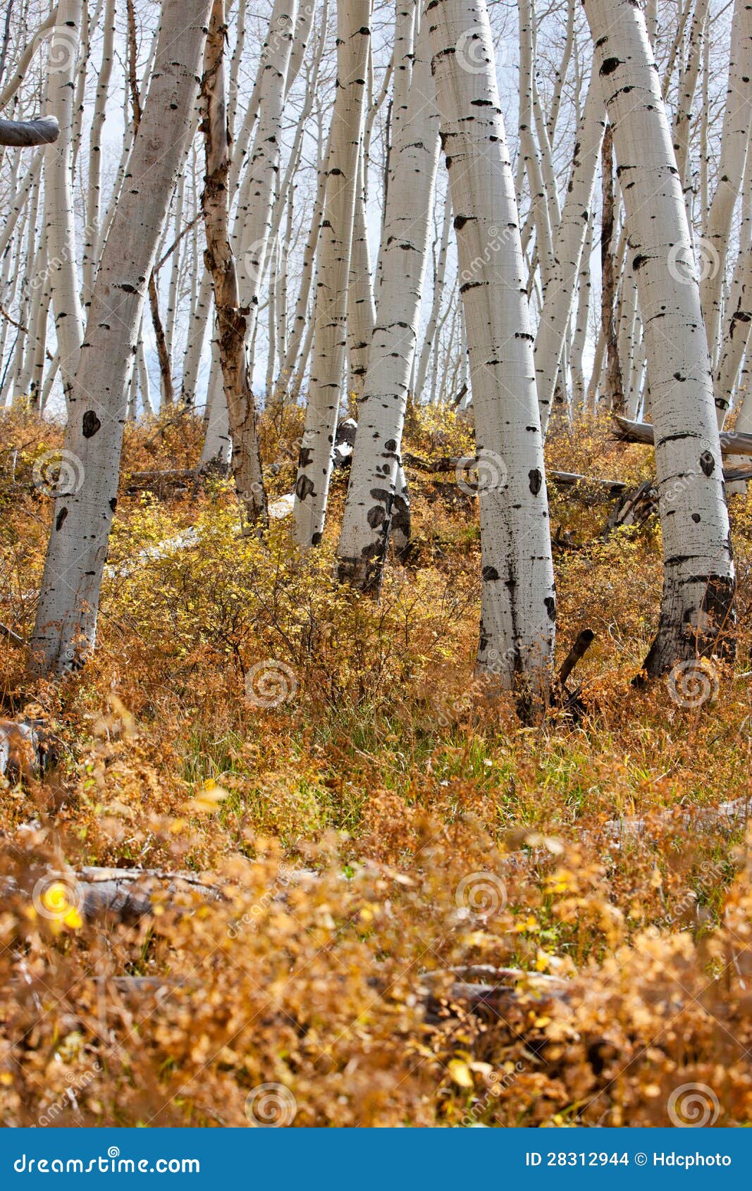 White Aspen Tree Trunks in Fall Stock Photo - Image of decidous, trunk ...