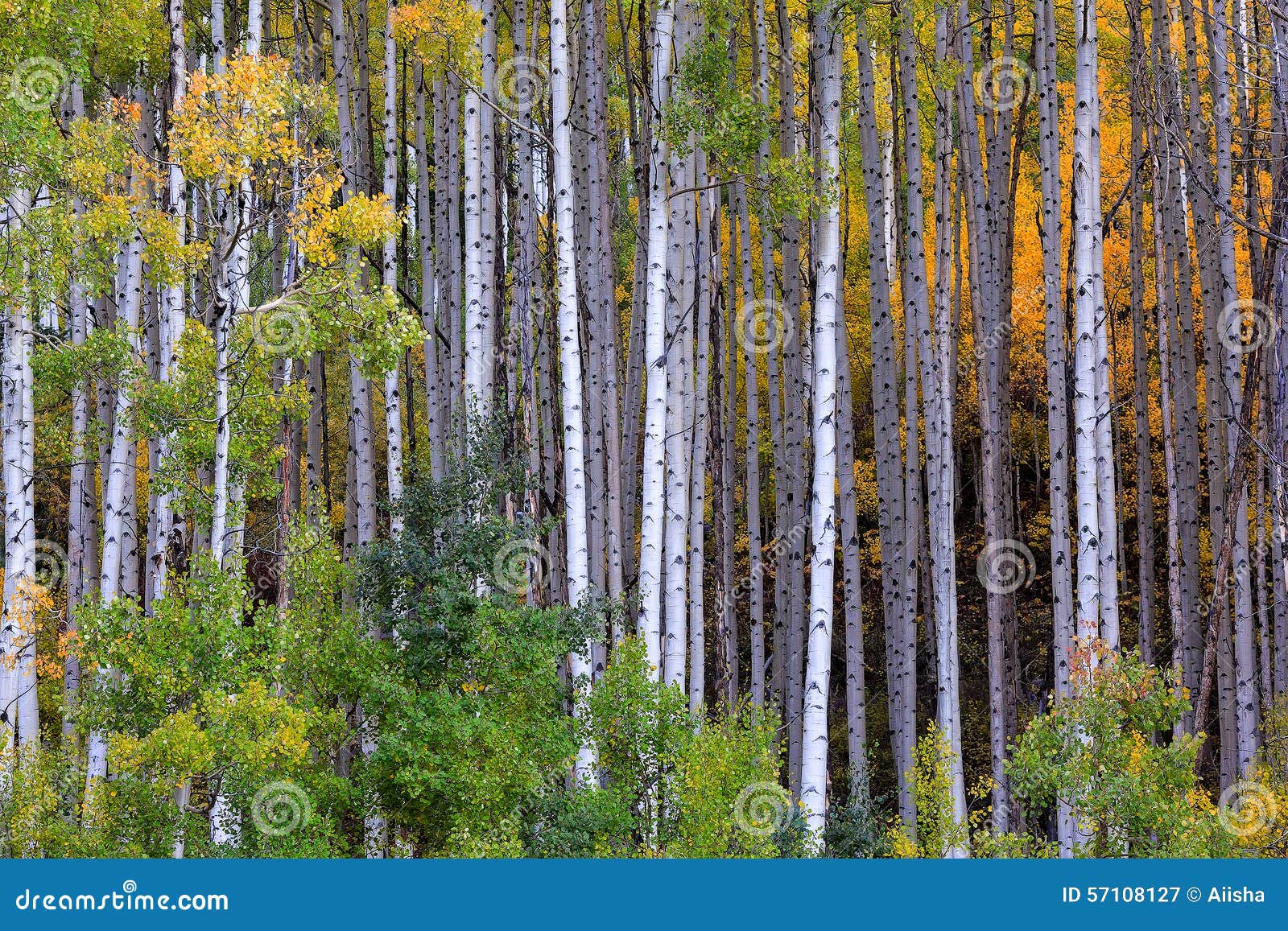 White aspen trees in autum stock image. Image of mountain - 57108127