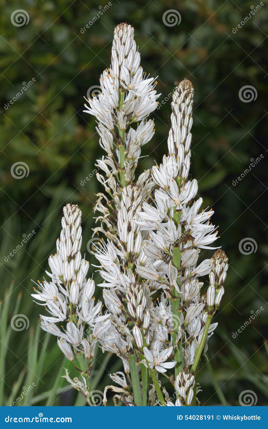 White Asphodel stock image. Image of asphodelus, nature - 54028191