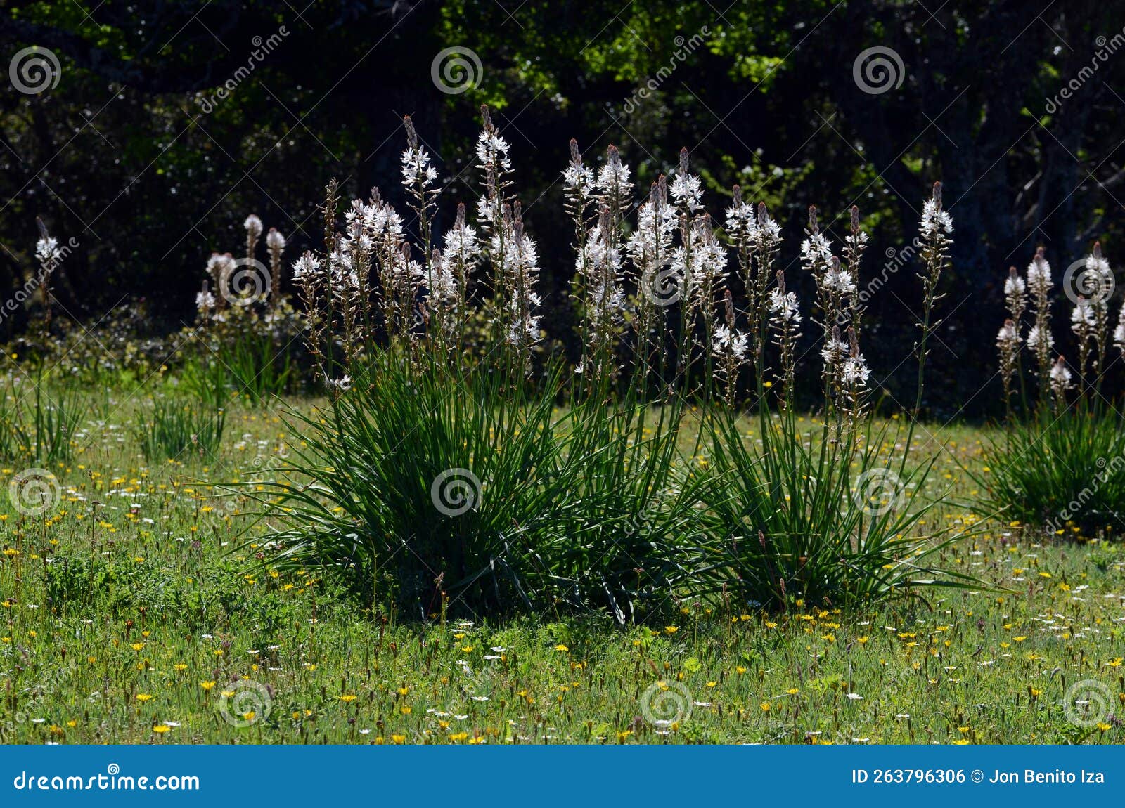 White Asphodel in Flower (Asphodelus Albus) Stock Photo - Image of ...