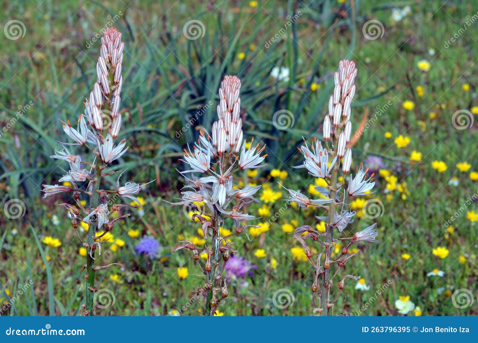 White Asphodel in Flower (Asphodelus Albus) Stock Image - Image of wild ...