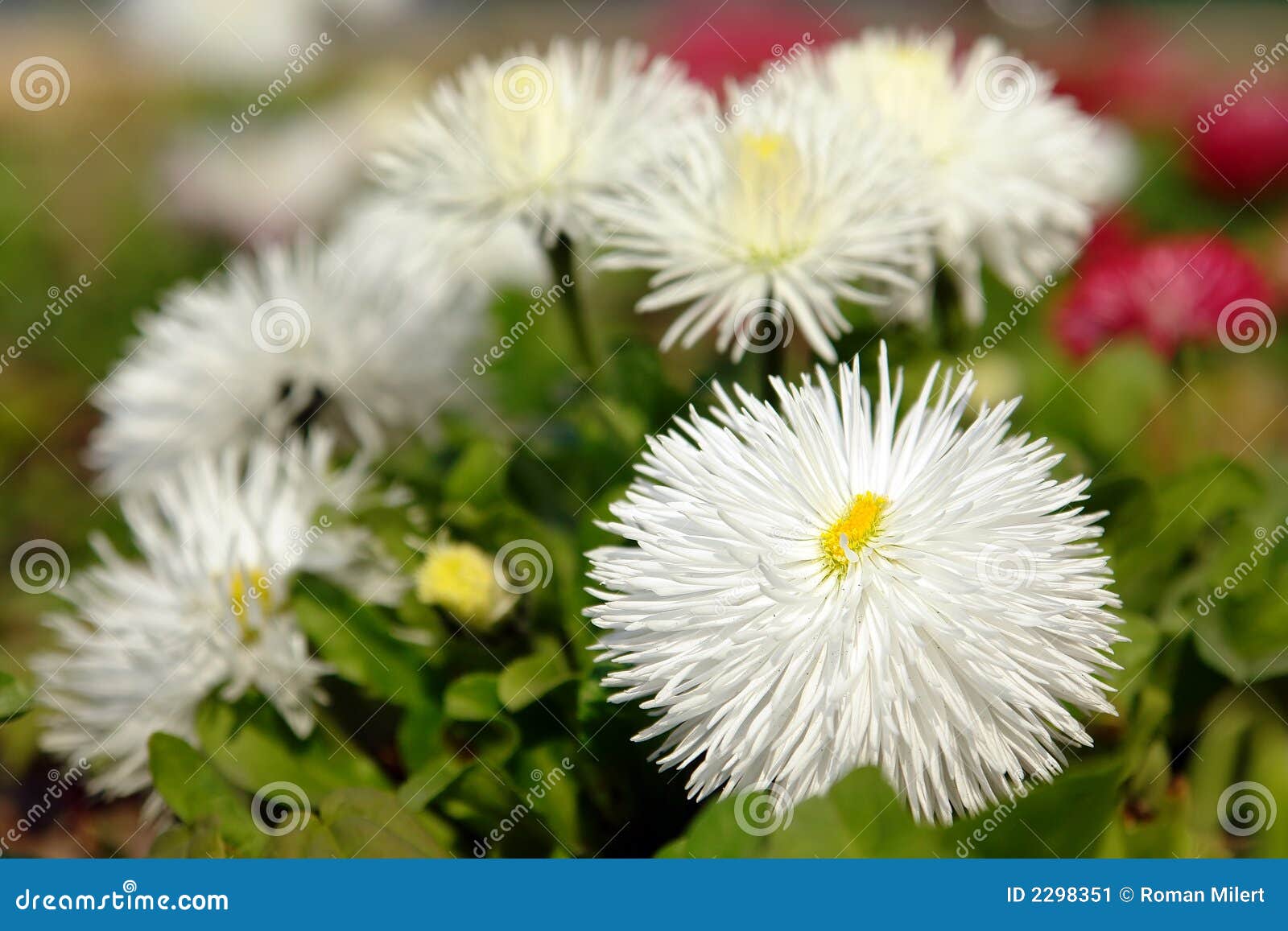 White aster stock image. Image of fresh, petal, field - 2298351