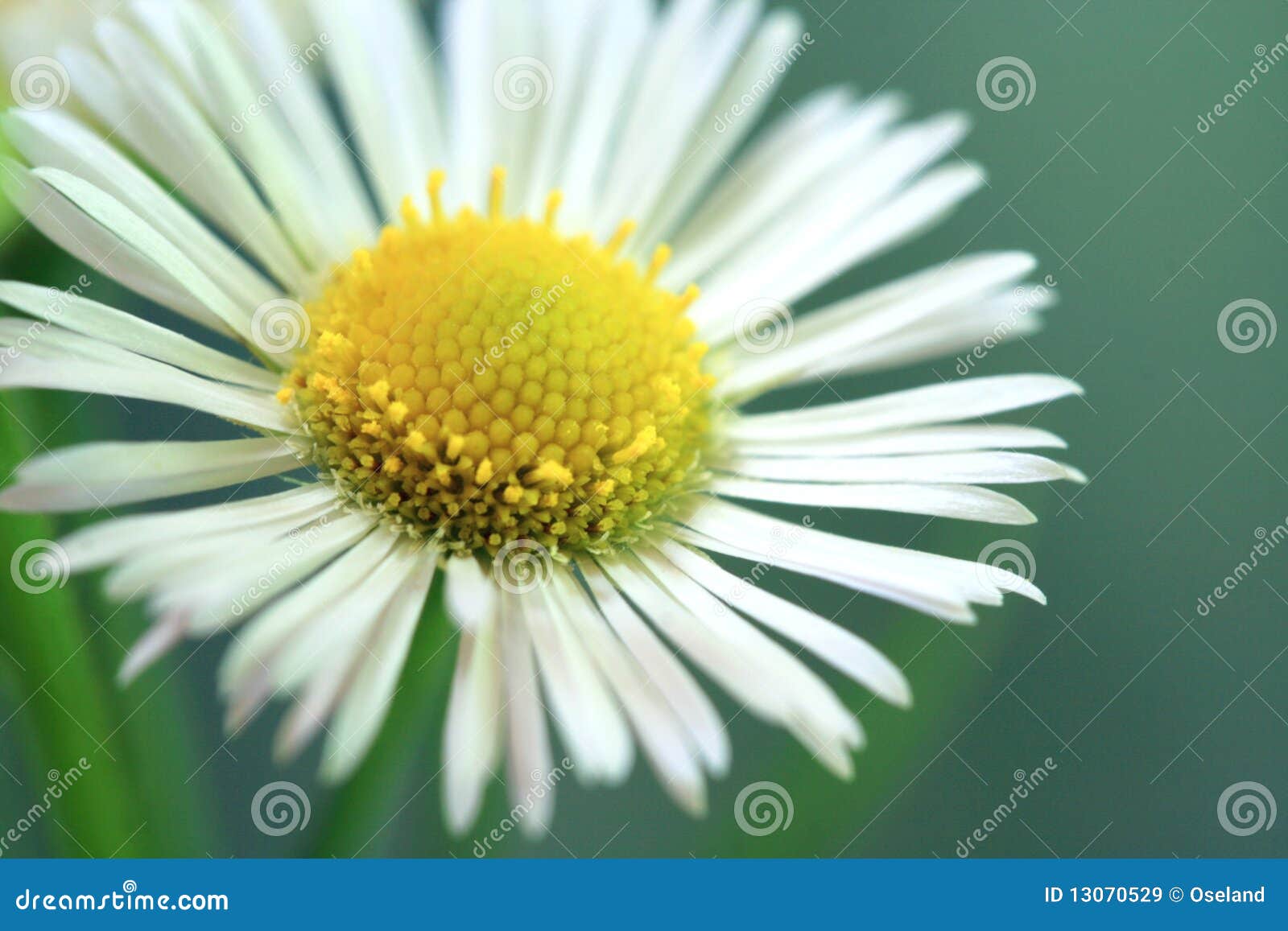 White Aster Daisy stock image. Image of aster, daisy - 13070529
