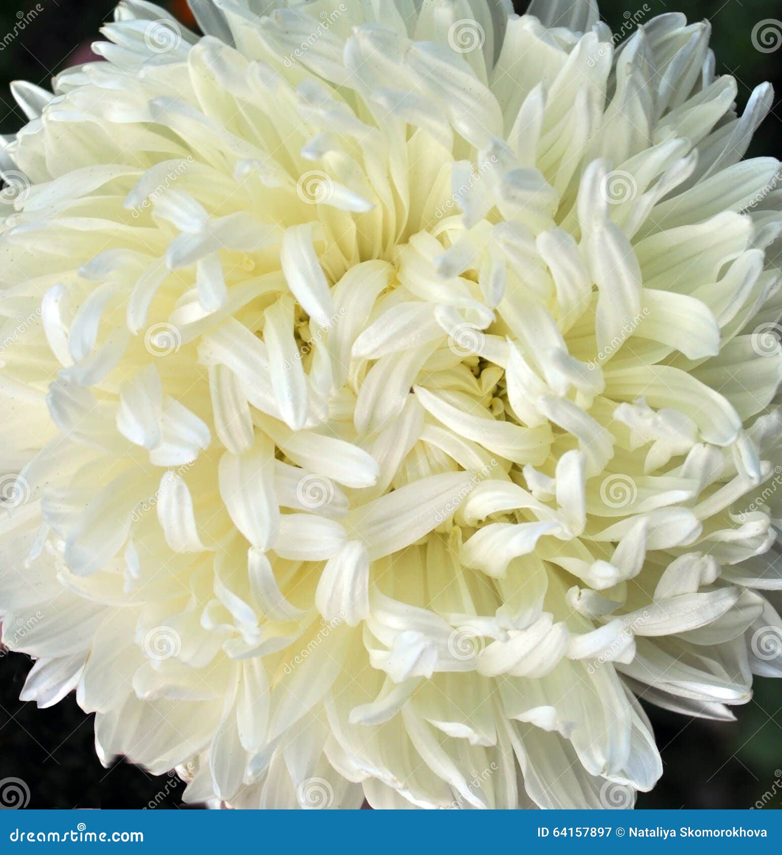 White aster flower stock image. Image of element, rotund - 64157897