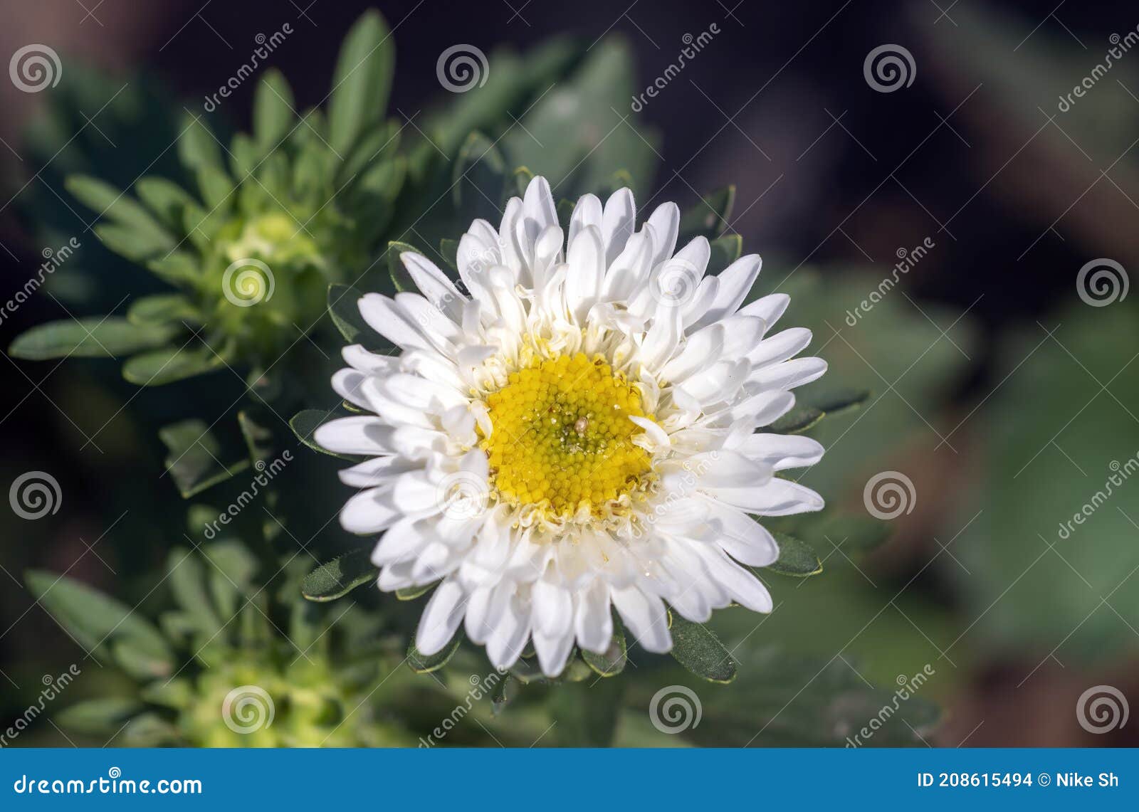 White Aster flower stock photo. Image of blossom, radiant - 208615494