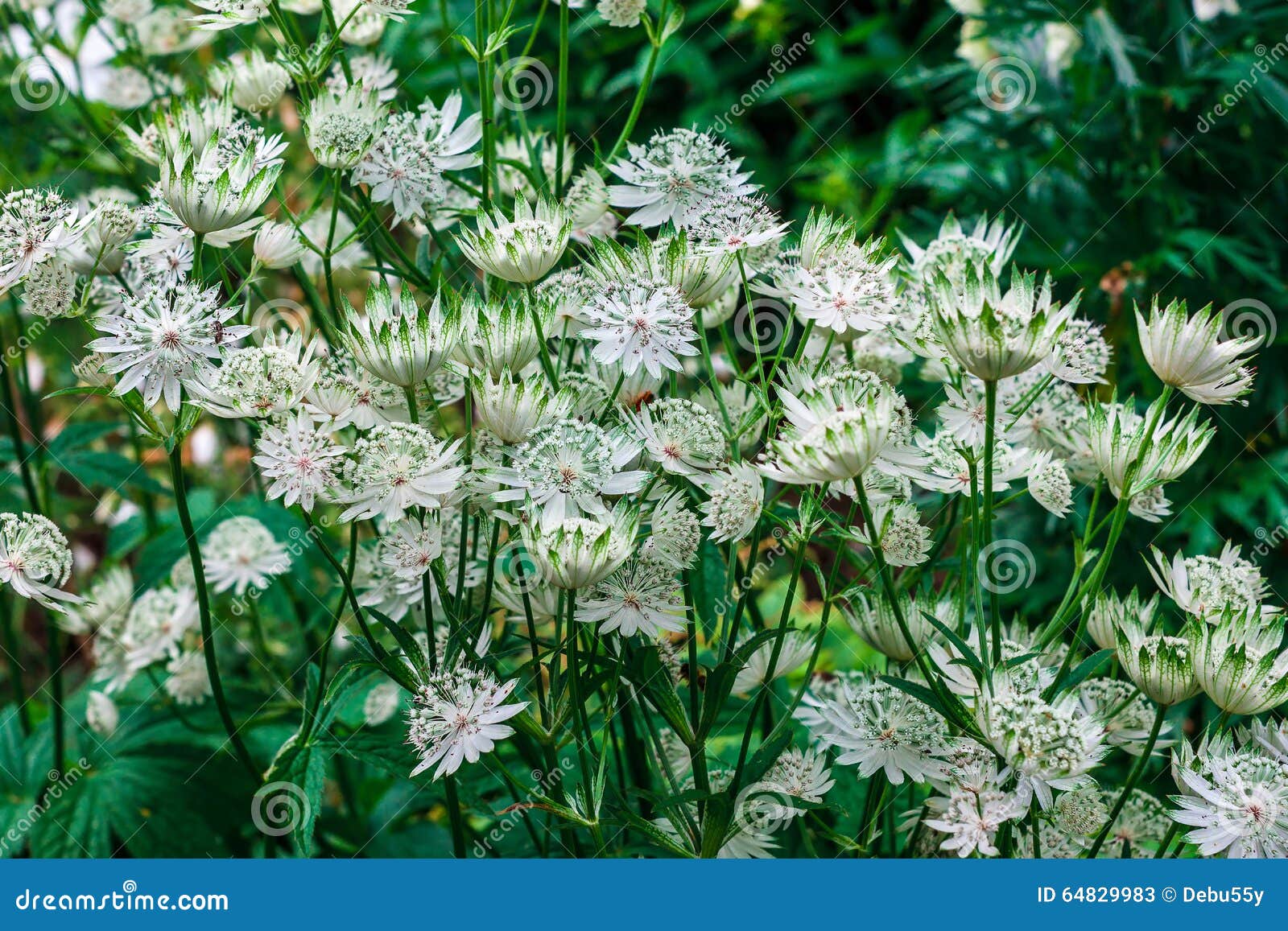White Astrantia flowers. stock image. Image of summer - 64829983
