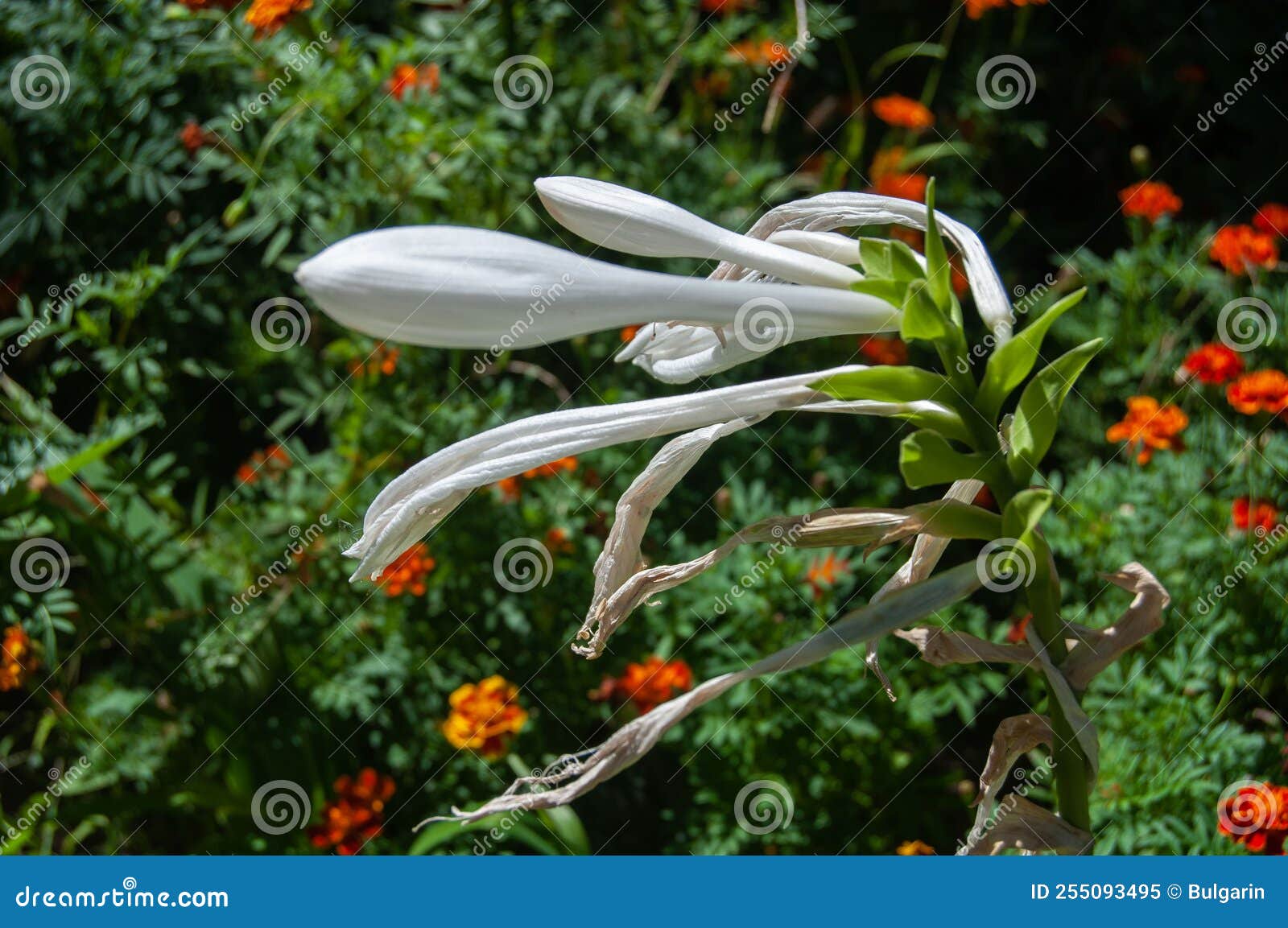 White autumn flowe stock image. Image of shade, green - 255093495