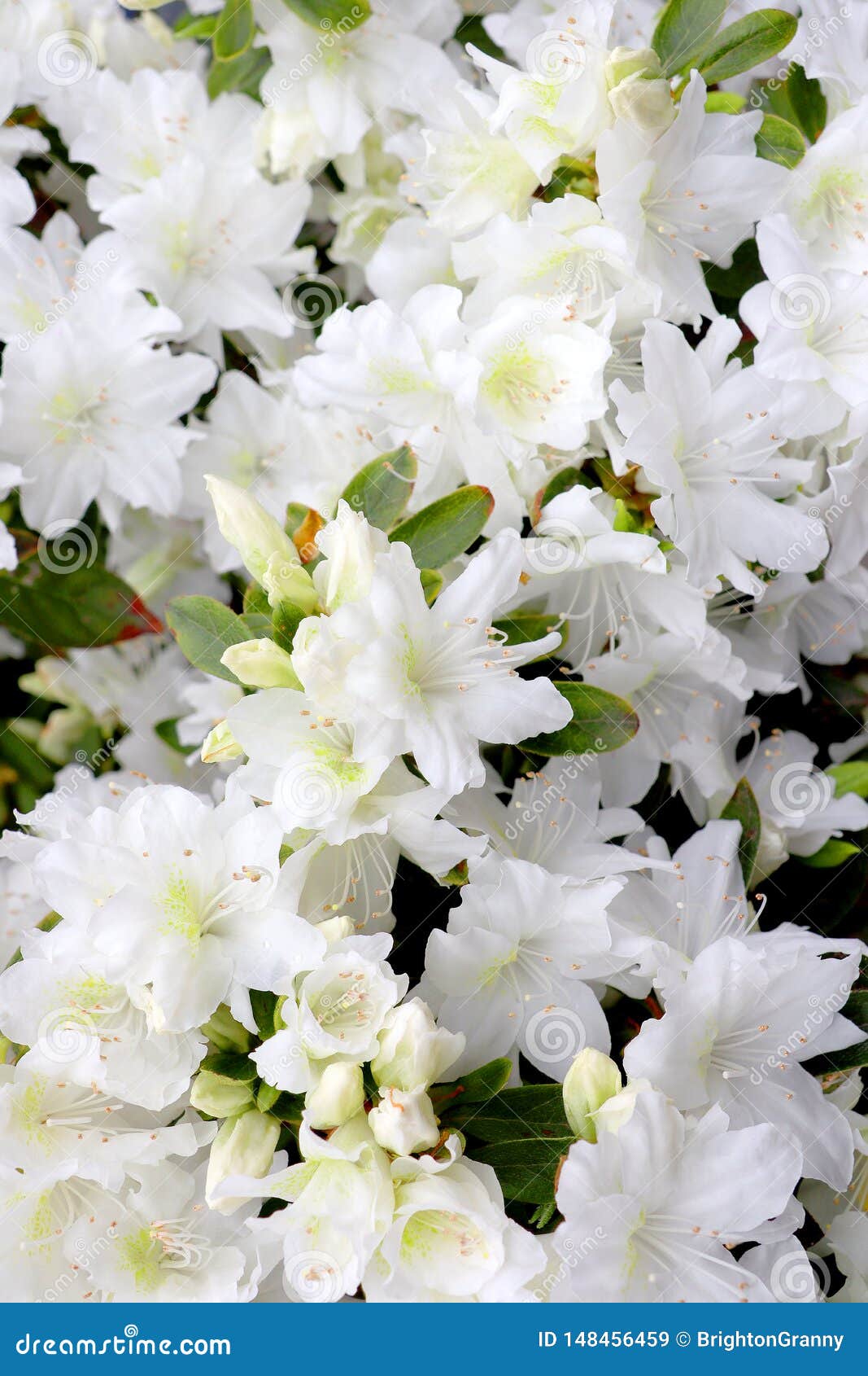 White azalea flowers stock image. Image of floral, flora - 148456459