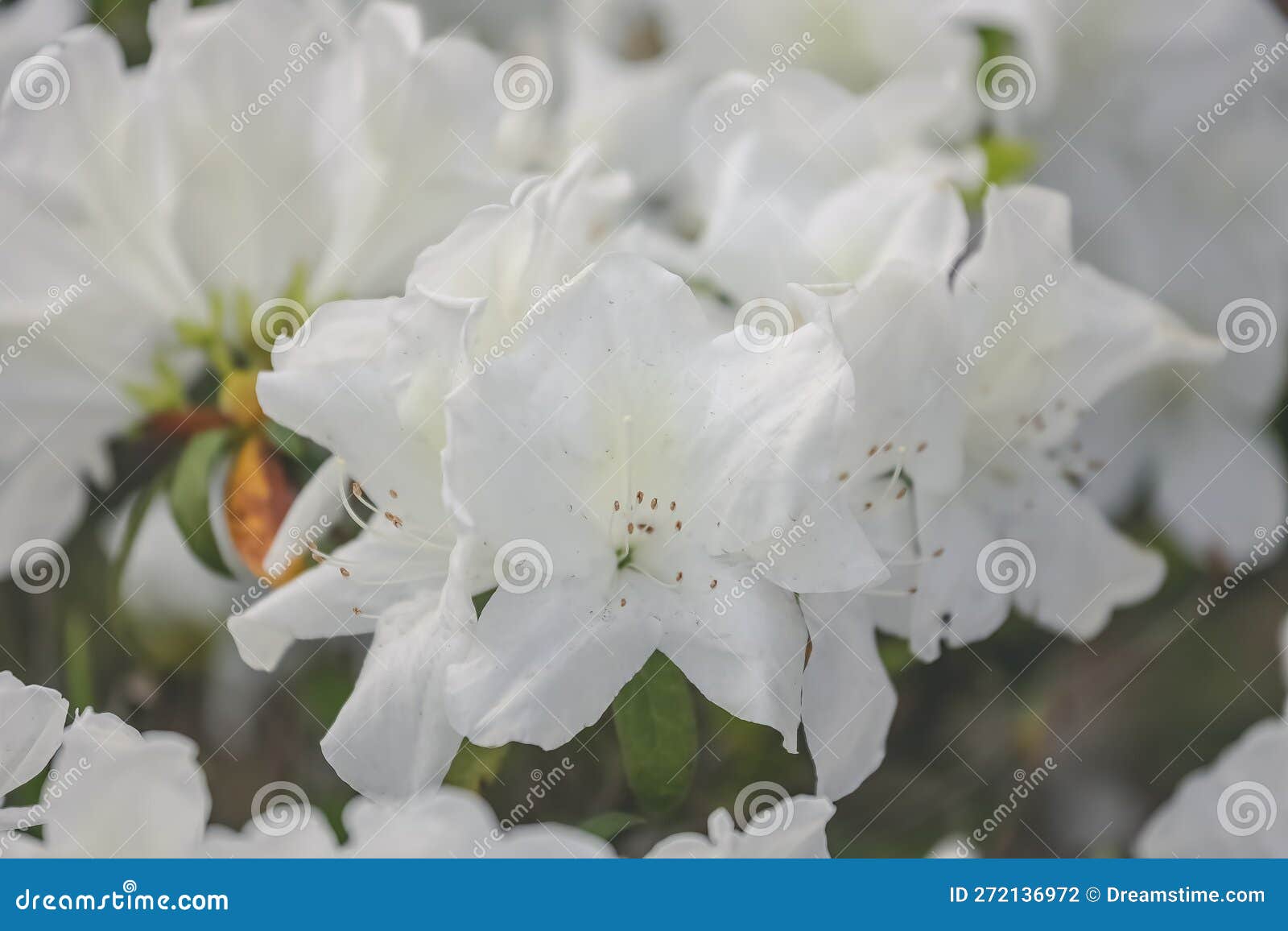 A White Azalea Flowers, Plants Growing at Park Stock Photo - Image of ...