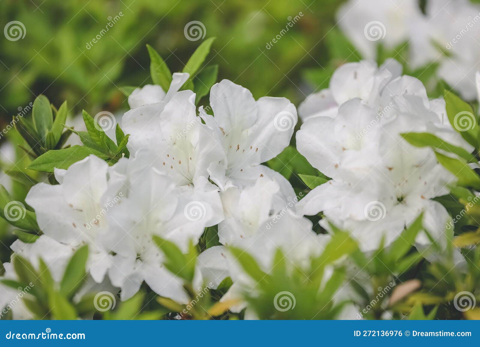 A White Azalea Flowers, Plants Growing at Park Stock Photo - Image of ...