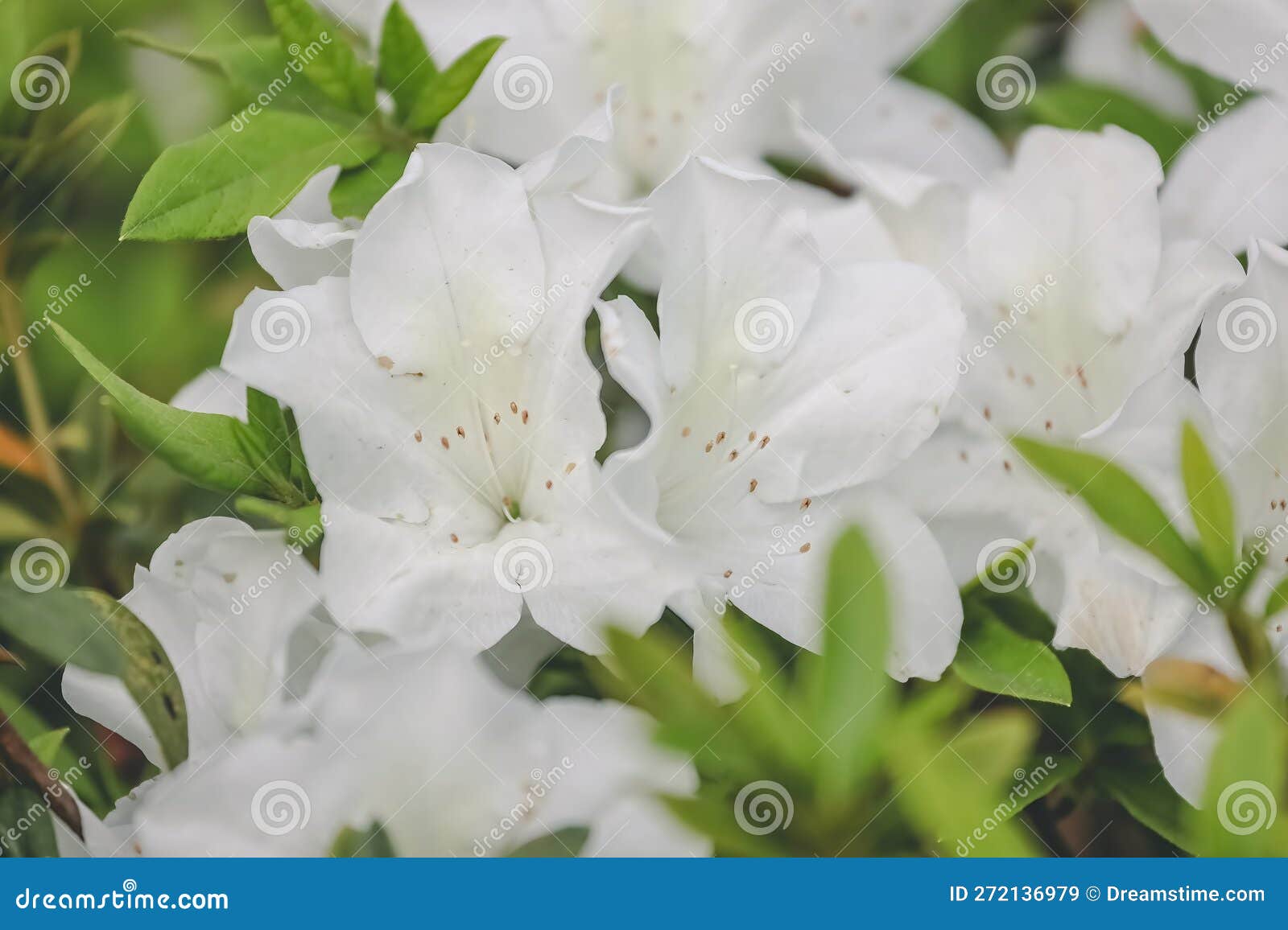 A White Azalea Flowers, Plants Growing at Park Stock Image - Image of ...