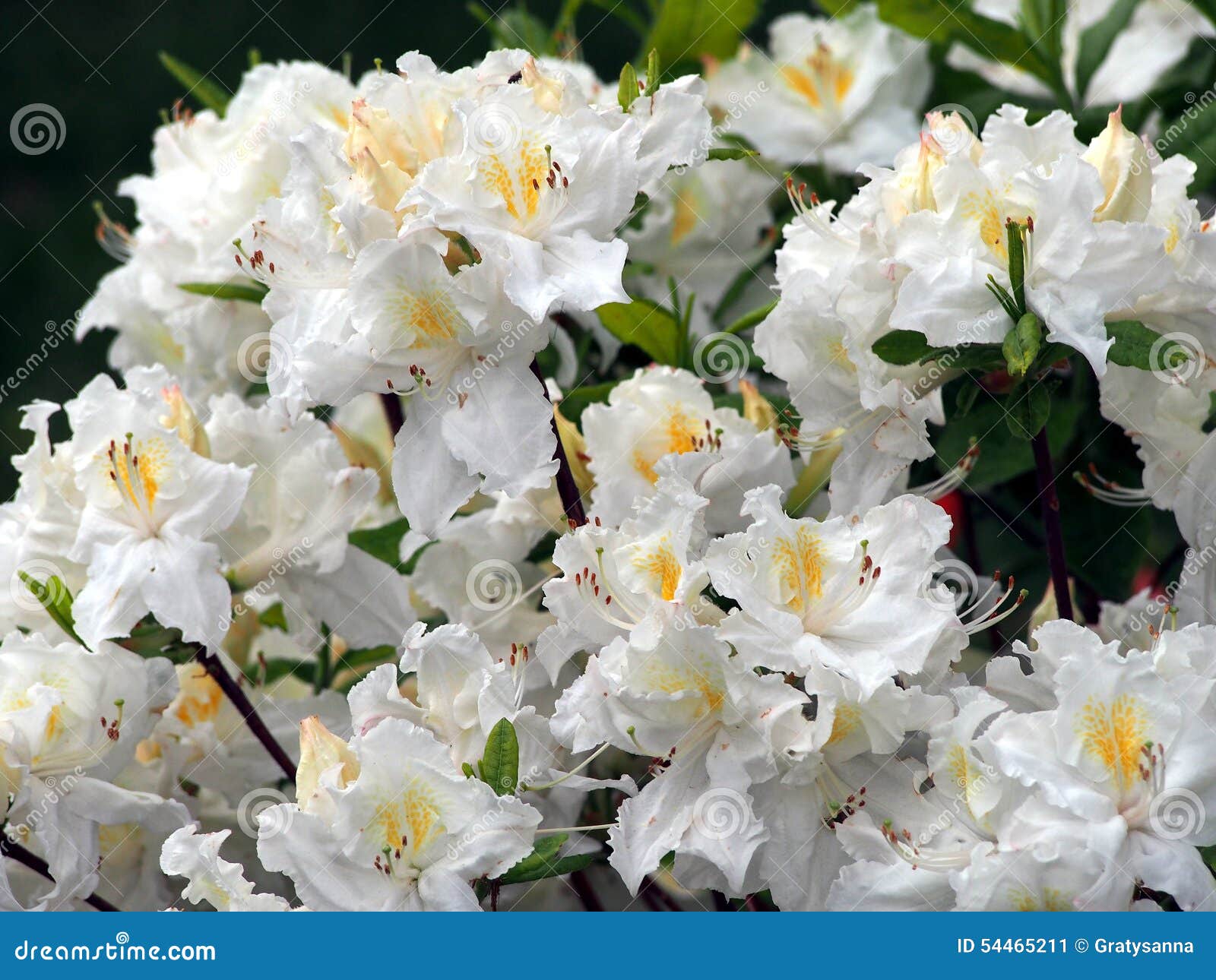 White Azalea - Rhododendron Stock Image - Image of bloom, beautiful ...