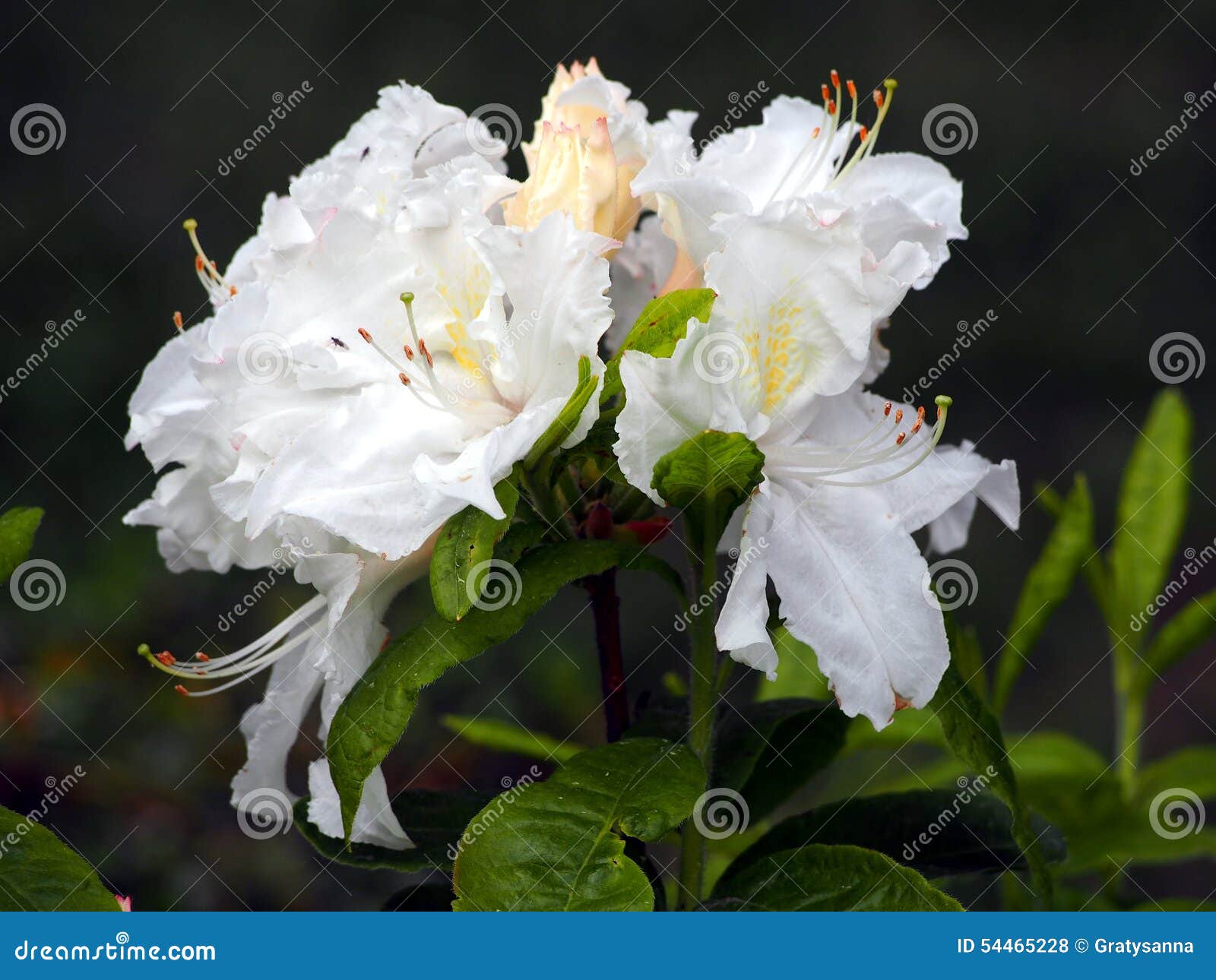 White Azalea - Rhododendron Stock Photo - Image of environment, detail ...