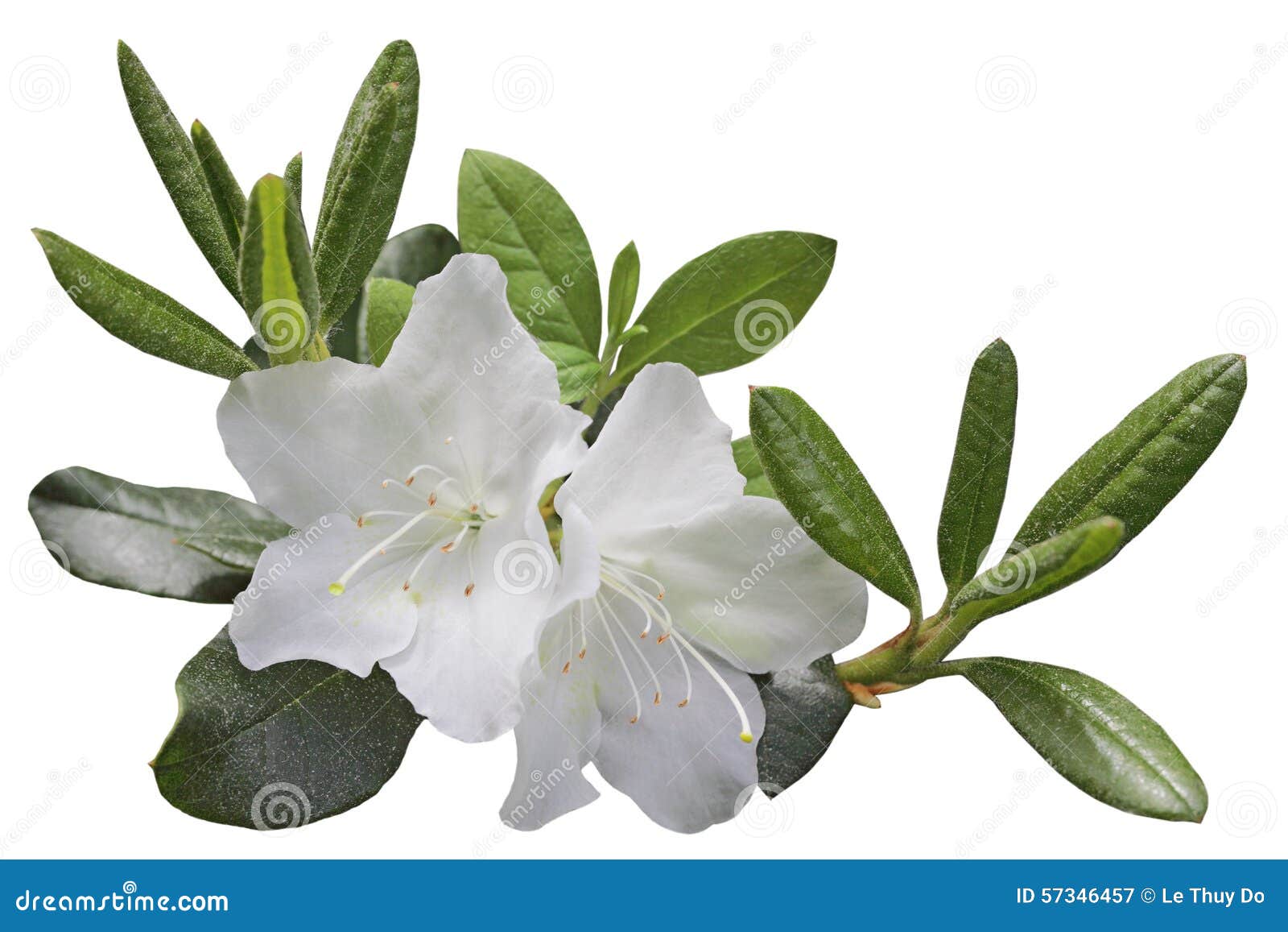 White Azela Flower stock image. Image of isolated, beautiful - 57346457