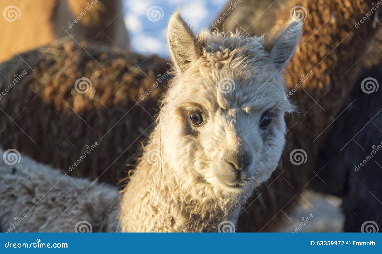 White Baby Alpac stock photo. Image of close, young, winter - 63359972