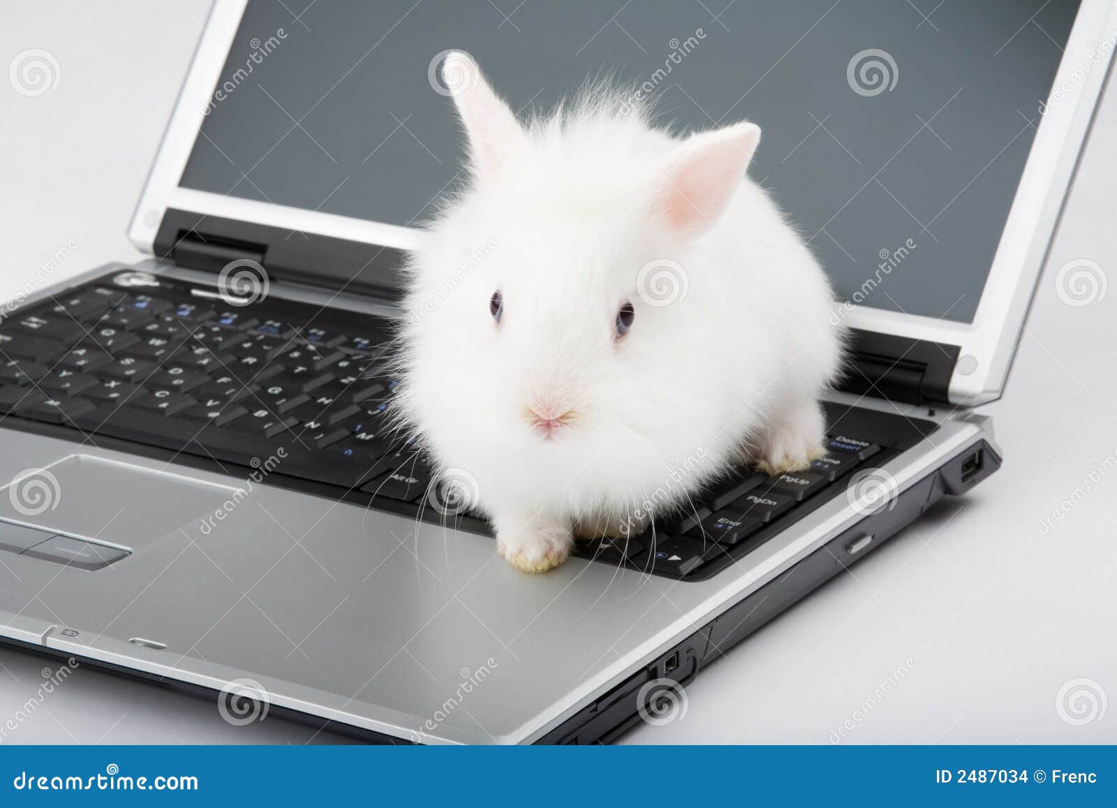 White Baby Bunny on the Laptop Stock Photo - Image of domestic, rabbit ...