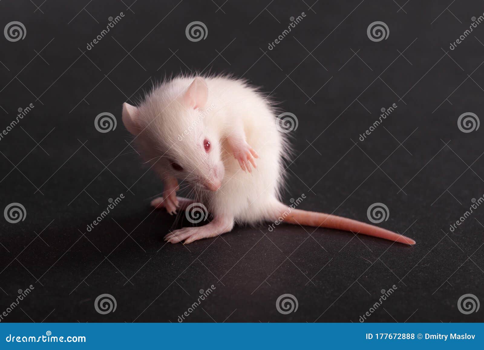 White baby domestic rat stock photo. Image of portrait - 177672888