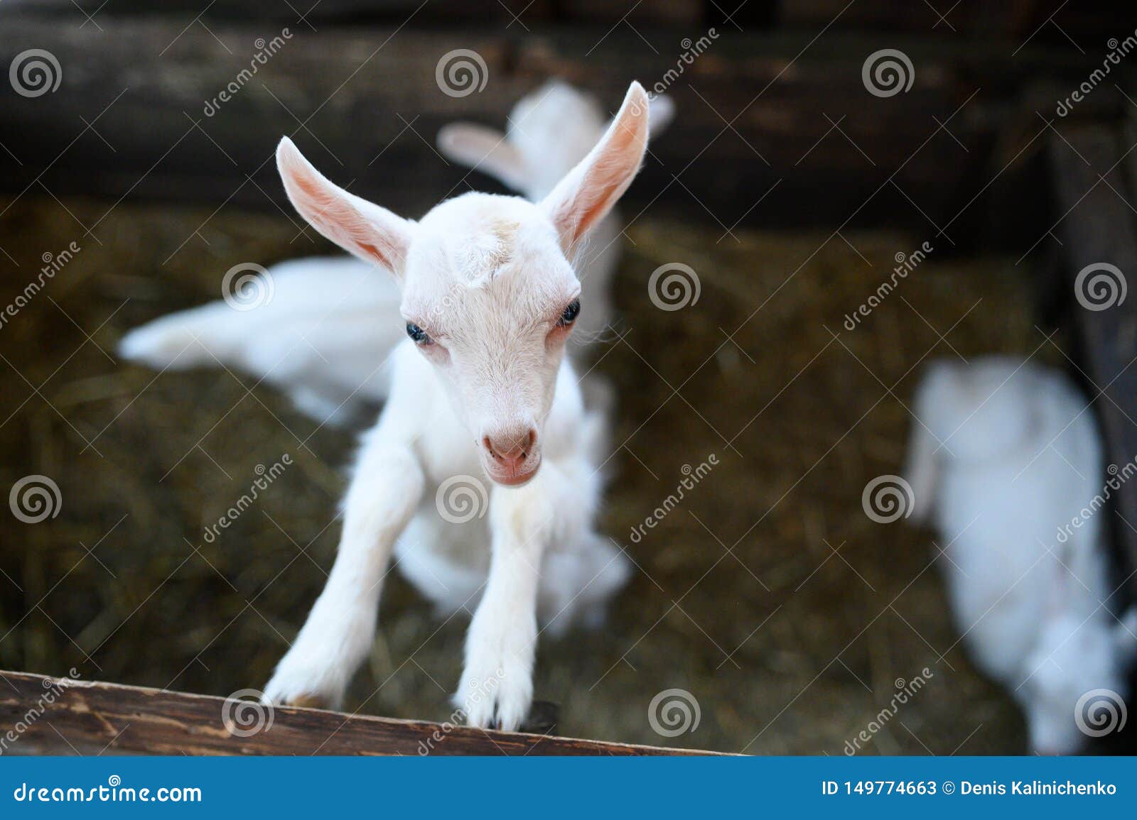 A White Baby Goat. Beautiful Cute Baby Goat Kid Stock Image - Image of ...
