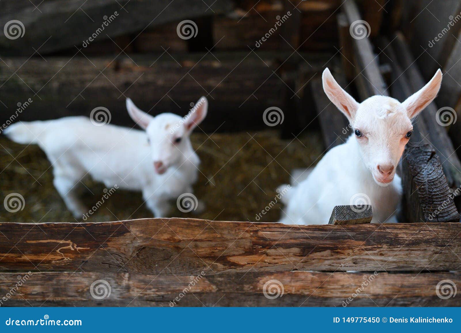 A White Baby Goat. Beautiful Cute Baby Goat Kid Stock Photo - Image of ...