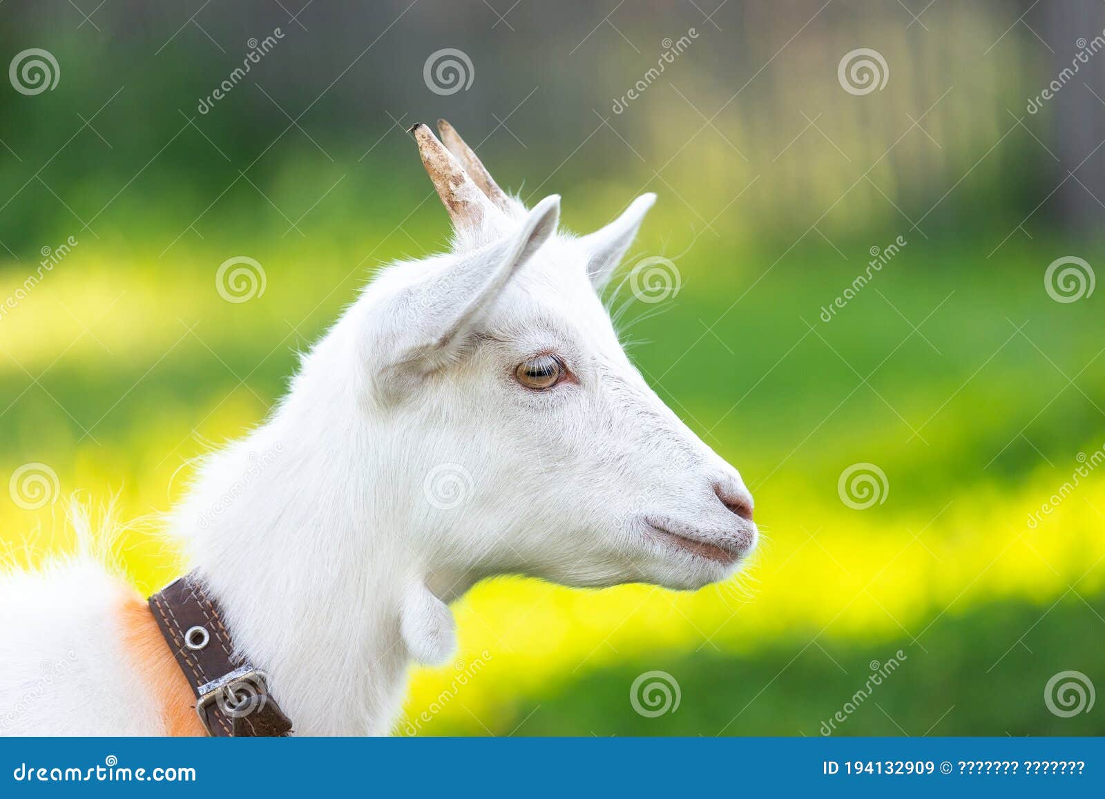 Goat on grass stock image. Image of livestock, animals - 194132909