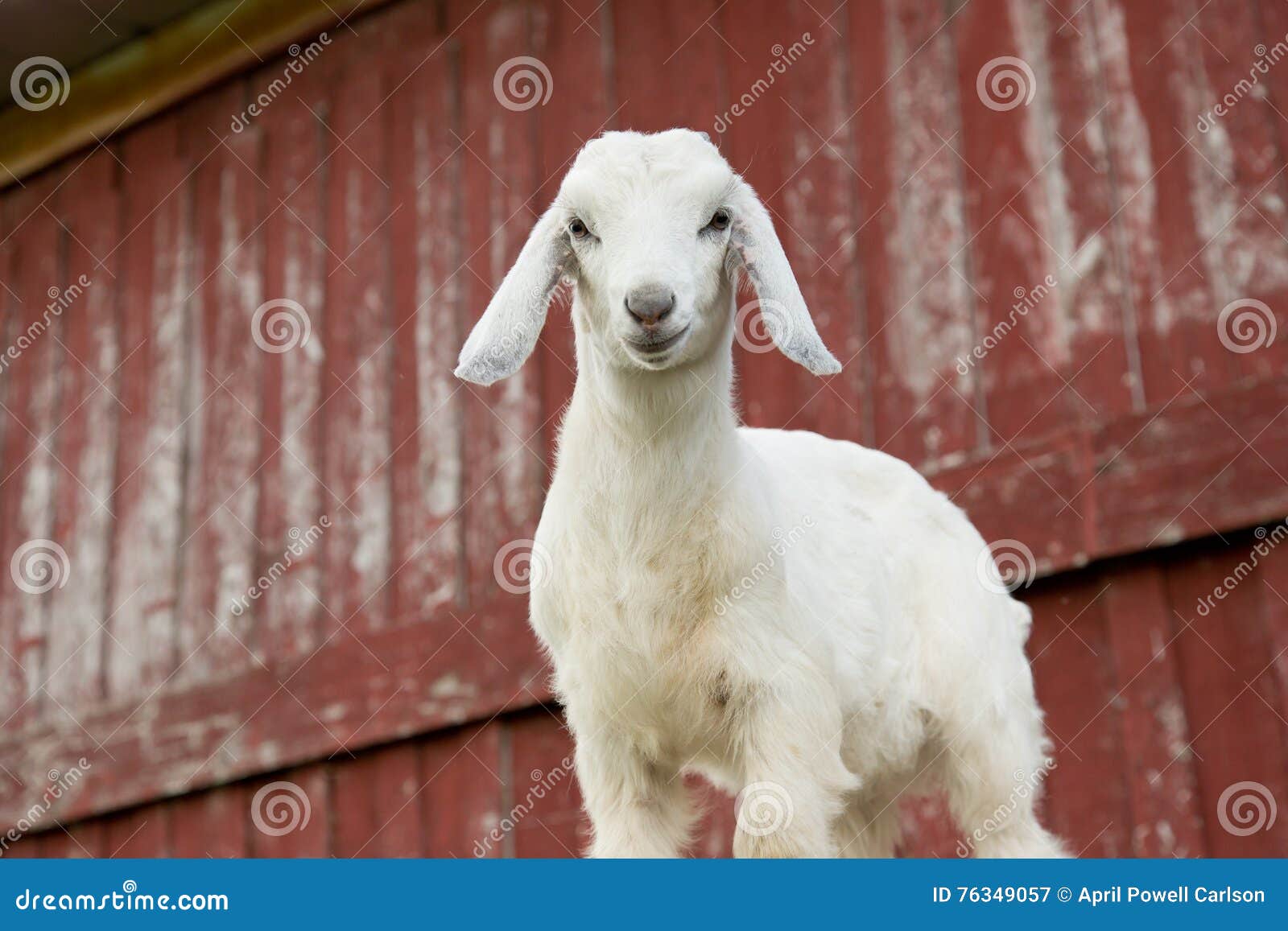 White Baby Goat with Red Barn in Background Stock Image - Image of goat ...