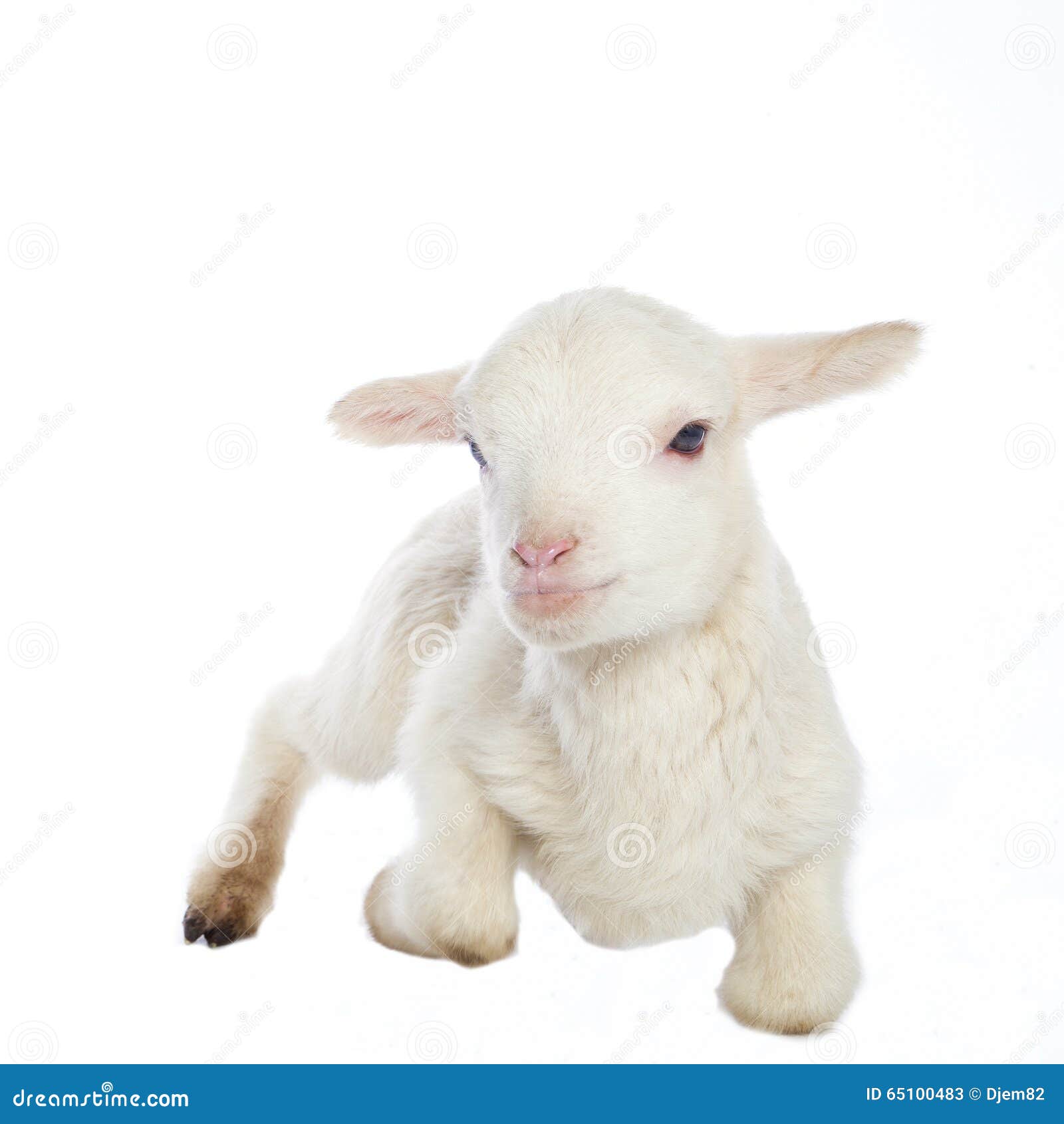 White baby lamb stock image. Image of domestic, white - 65100483