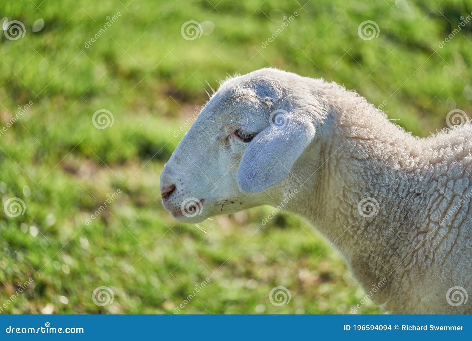 White Baby Lamb Headshot in a Field Stock Photo - Image of livestock ...