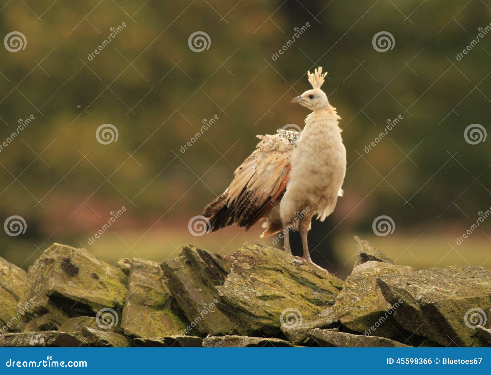 White baby peacock stock photo. Image of mate, feathers - 45598366