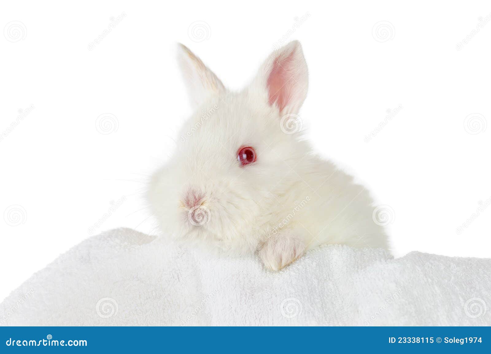 White baby rabbit stock image. Image of easter, beautiful - 23338115