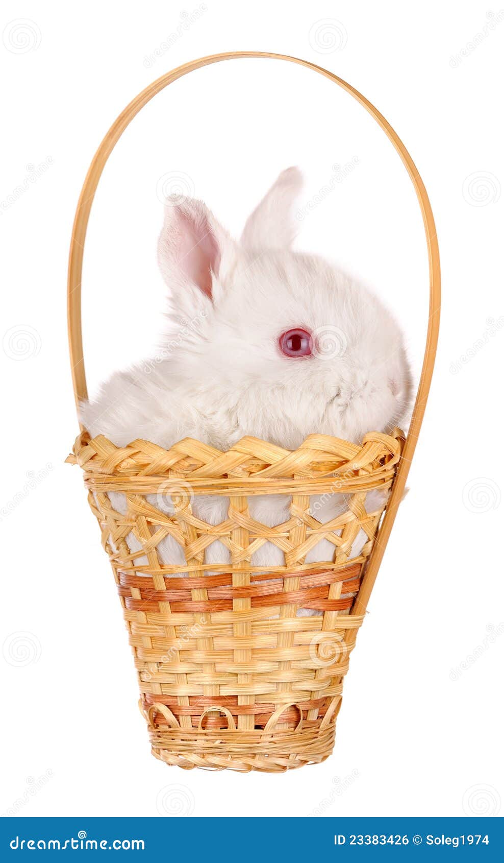 White Baby Rabbit in a Basket Stock Photo - Image of gift, posing: 23383426