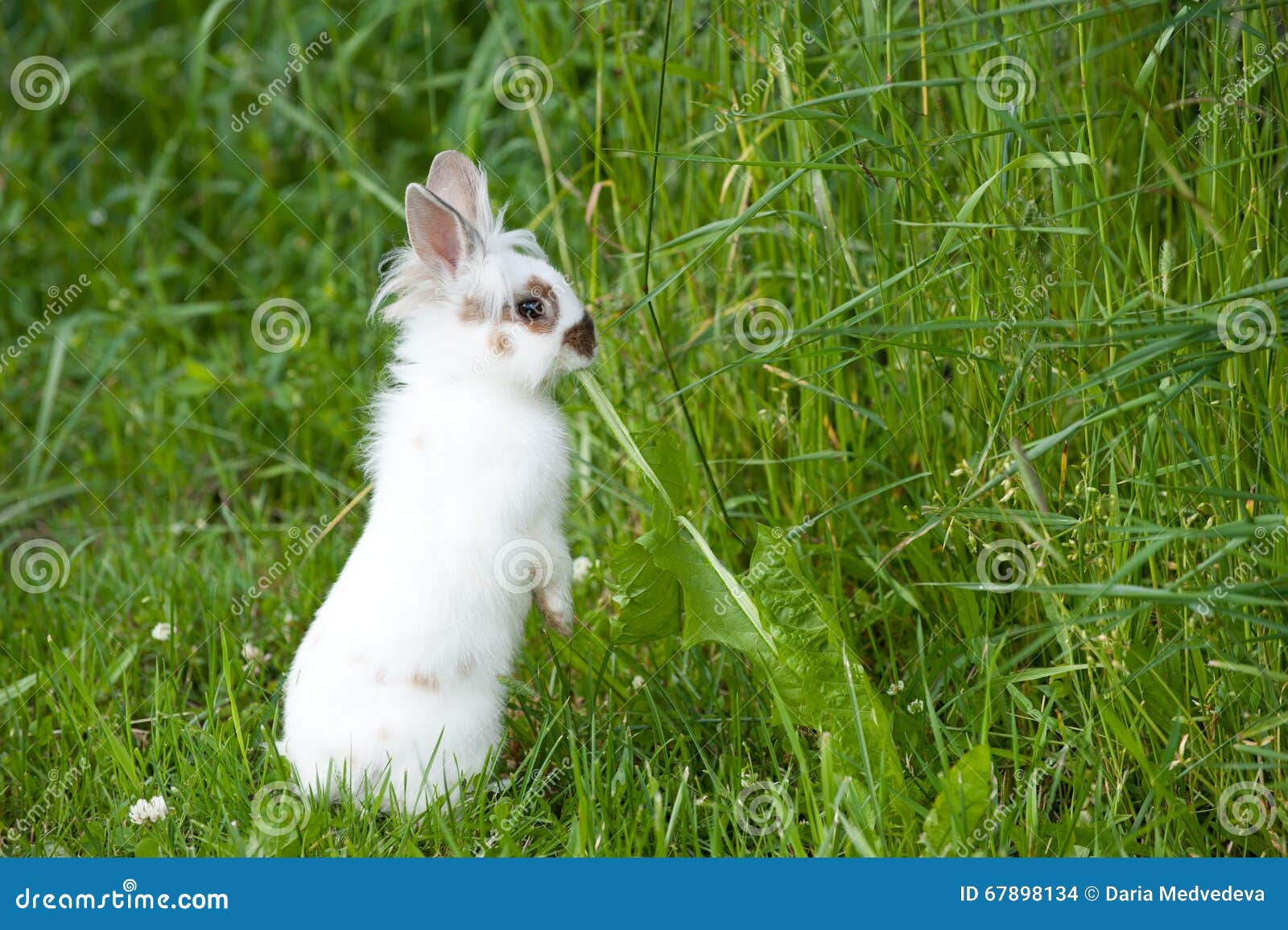 White Baby Rabbit with Brown Spots Eats Green Grass on a Meadow Stock ...