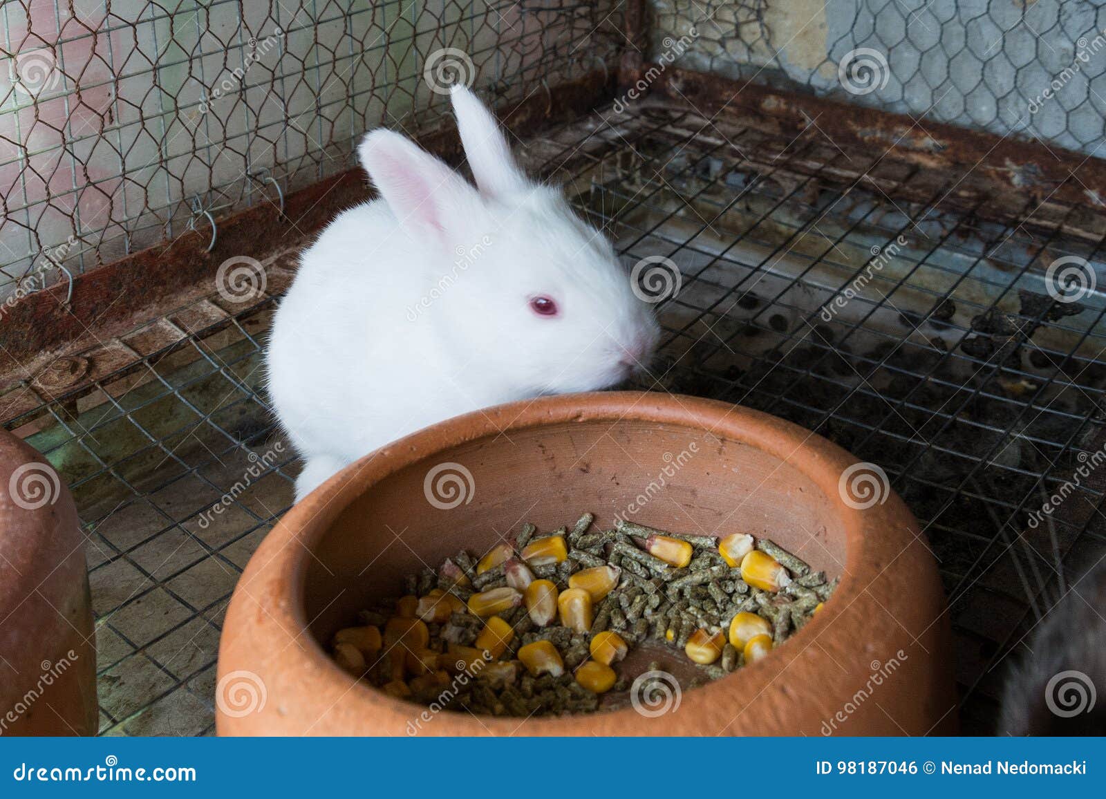 White Baby Rabbit in the Cage Stock Photo - Image of outdoors, cute ...