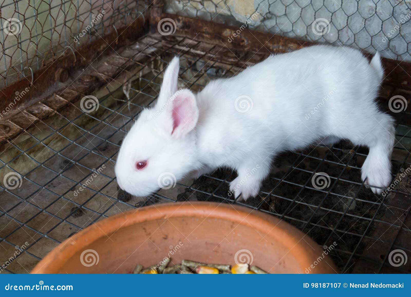 White Baby Rabbit in the Cage Stock Image - Image of livestock, animals ...