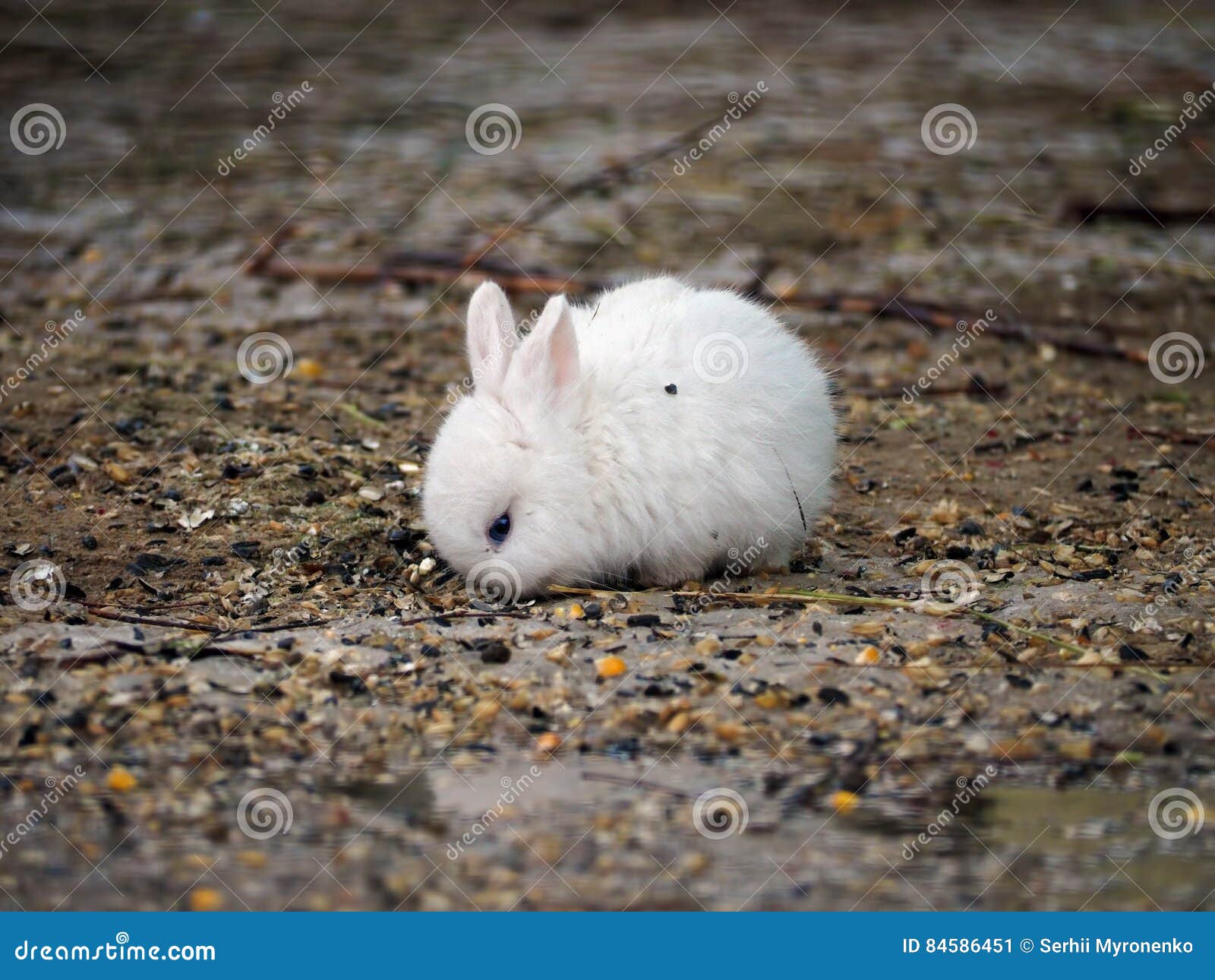 White baby rabbit eating stock image. Image of portrait - 84586451
