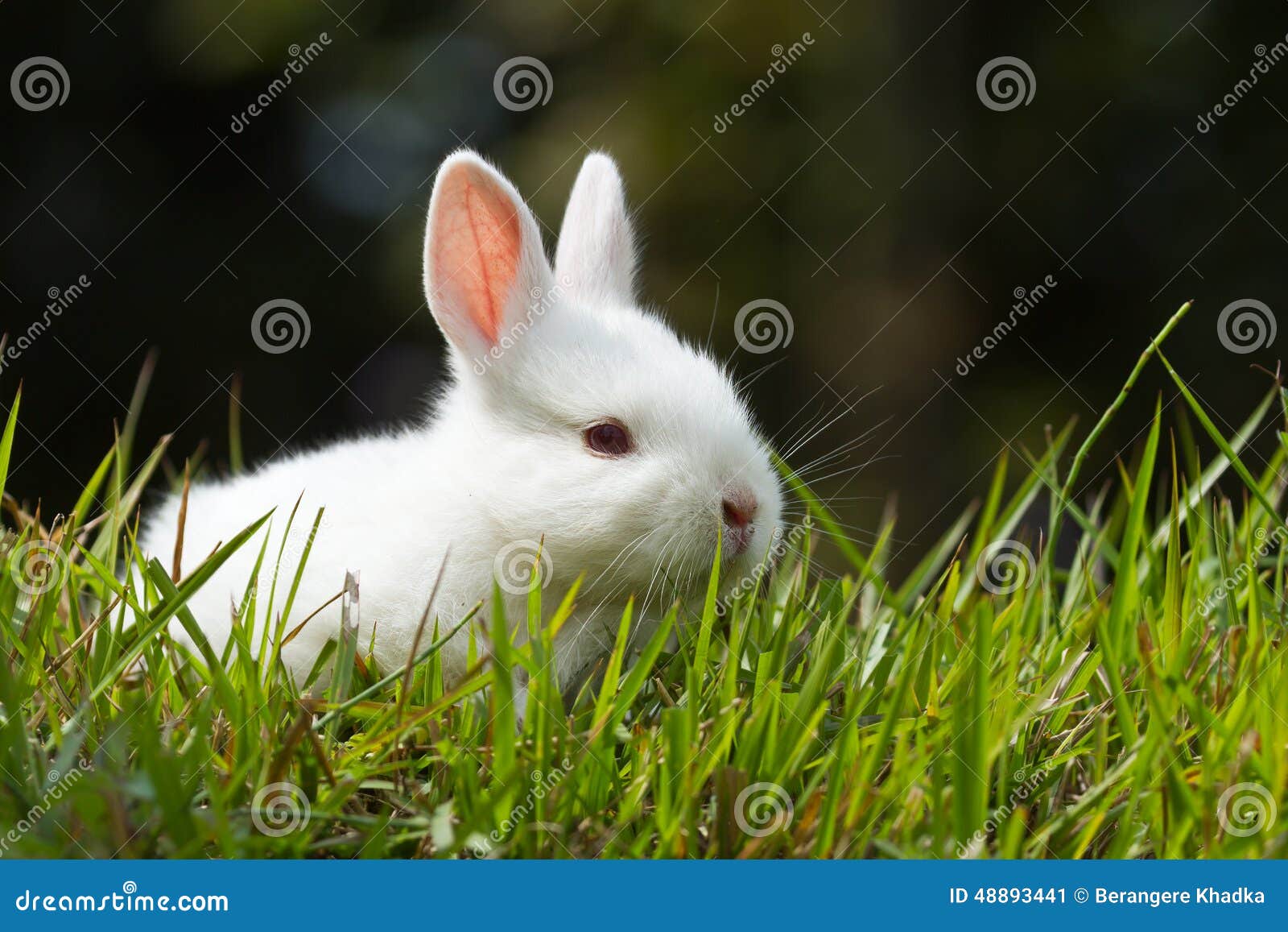 White baby rabbit in grass stock image. Image of lovely - 48893441