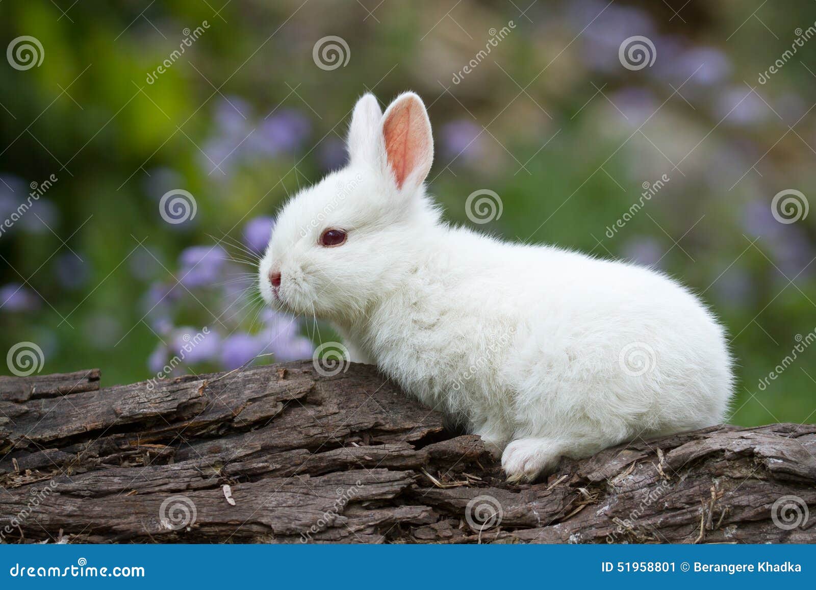 White baby rabbit on trunk stock image. Image of lovely - 51958801