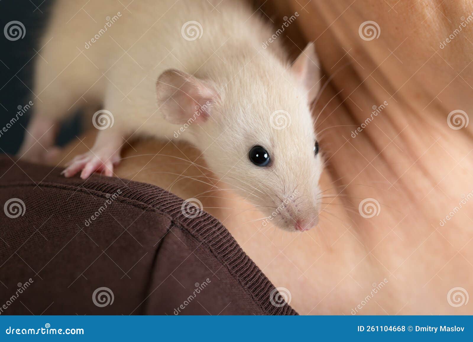 White baby rat close up stock photo. Image of human - 261104668